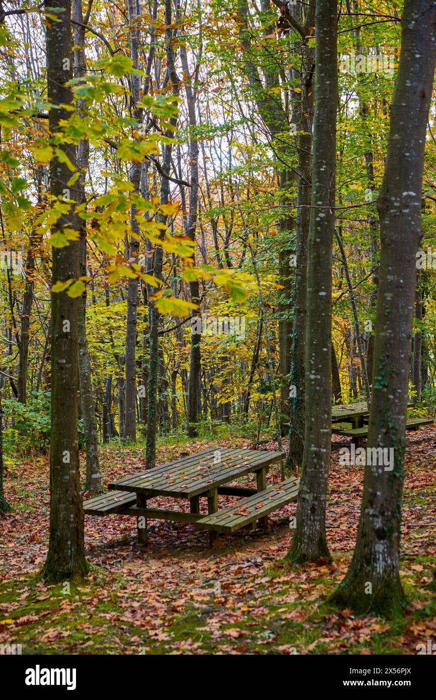 Trees in Autumn, Pagoetako Parke Naturala, Pagoeta Natural Park, Aya ...
