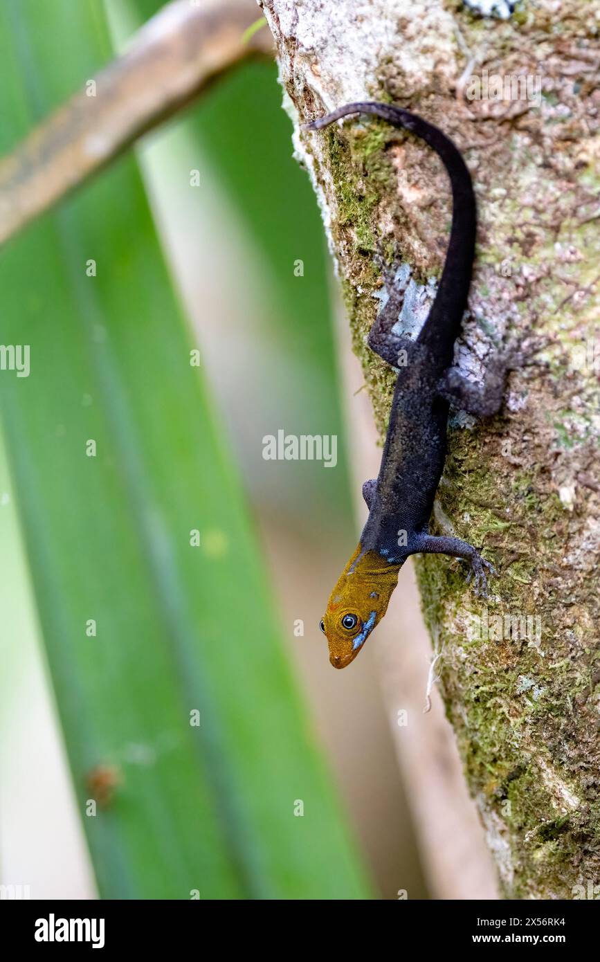 Yellow-headed gecko (Gonatodes albogularis) - La Laguna del Lagarto Eco ...