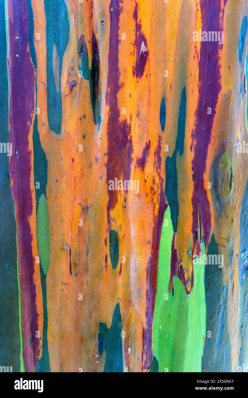 Rainbow eucalyptus hi-res stock photography and images - Alamy