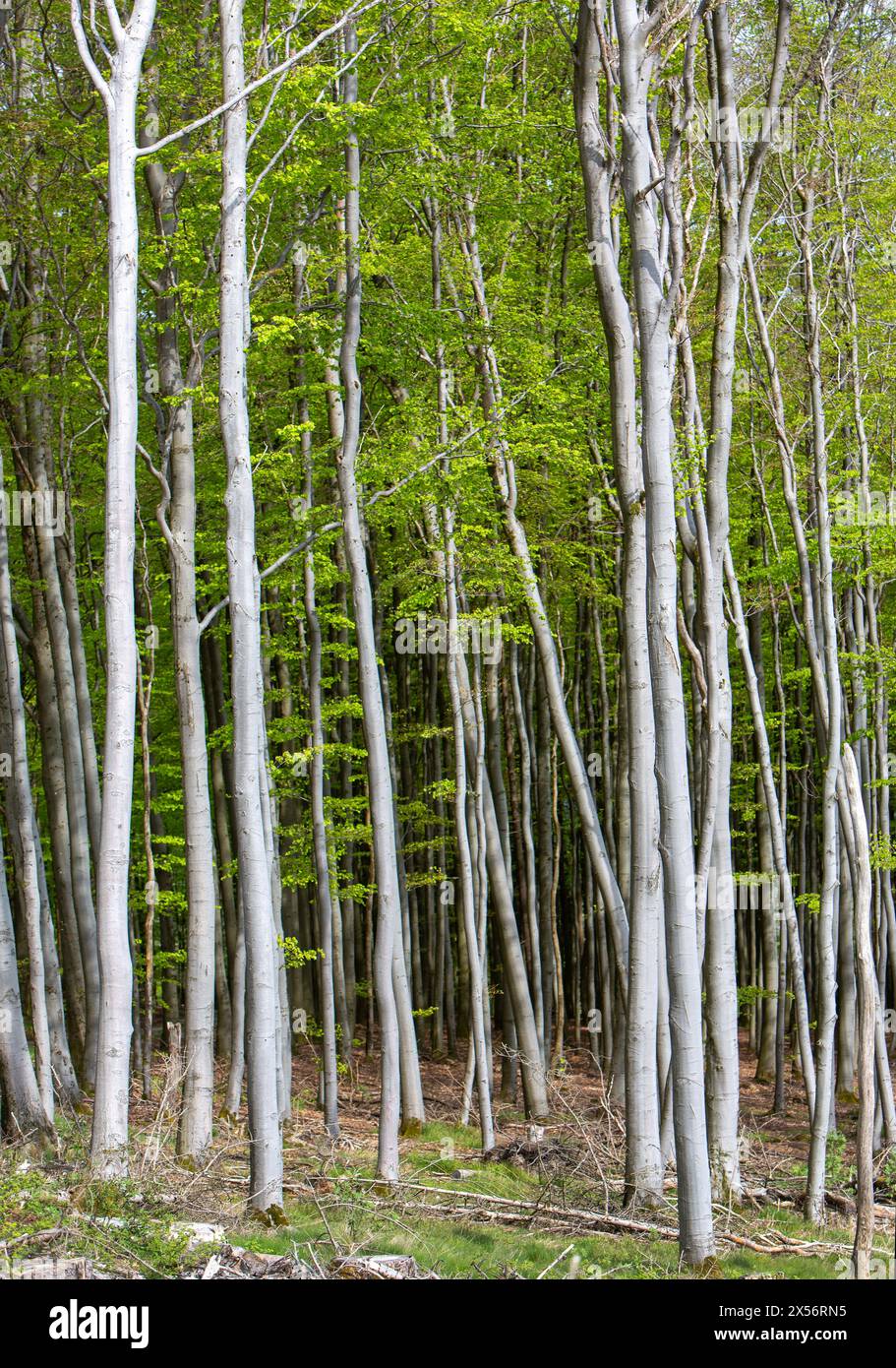 blue sky and fresh spring leaves on beech trees in german forest Stock ...