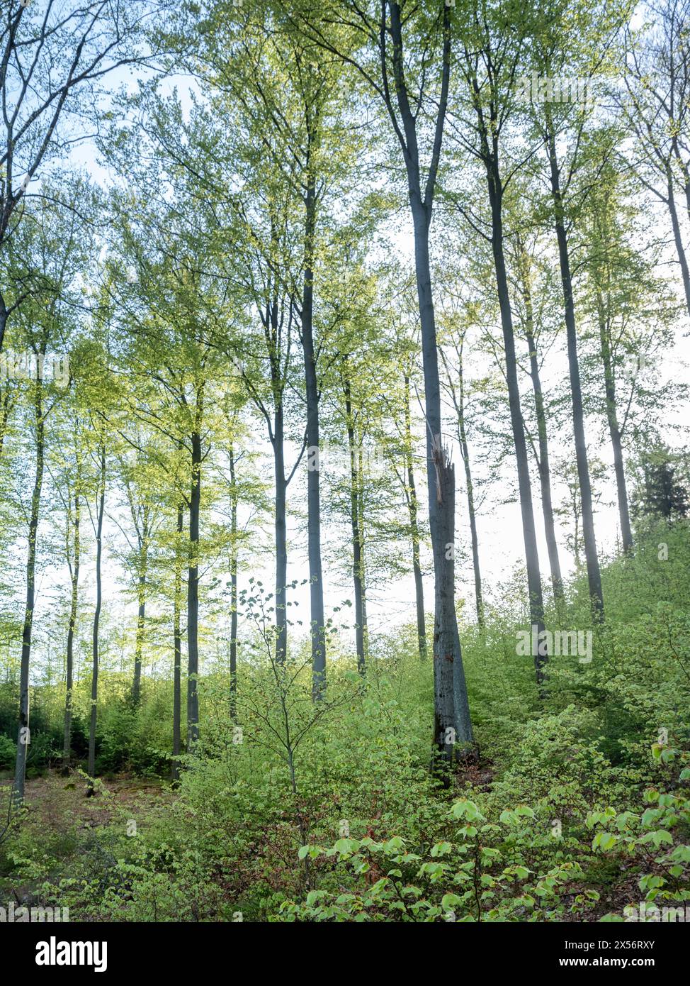 blue sky and fresh spring leaves on beech trees in german forest Stock ...