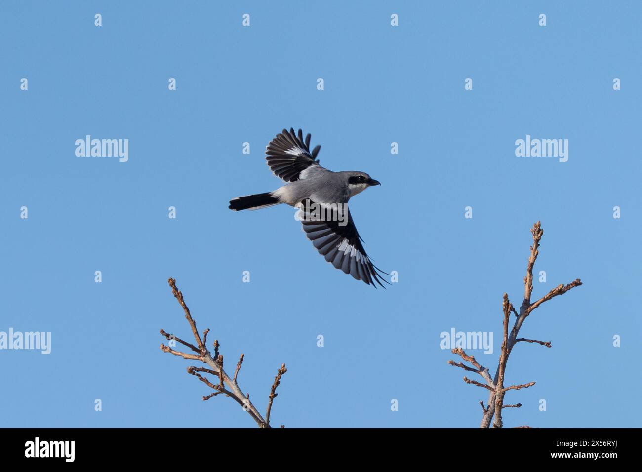 A Loggerhead Shrike bird flying across a beautiful blue sky with open ...
