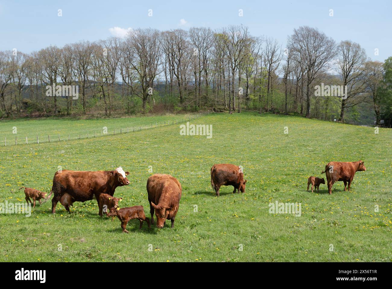 grazing brown cows and calves in spring meadow of german sauerland ...