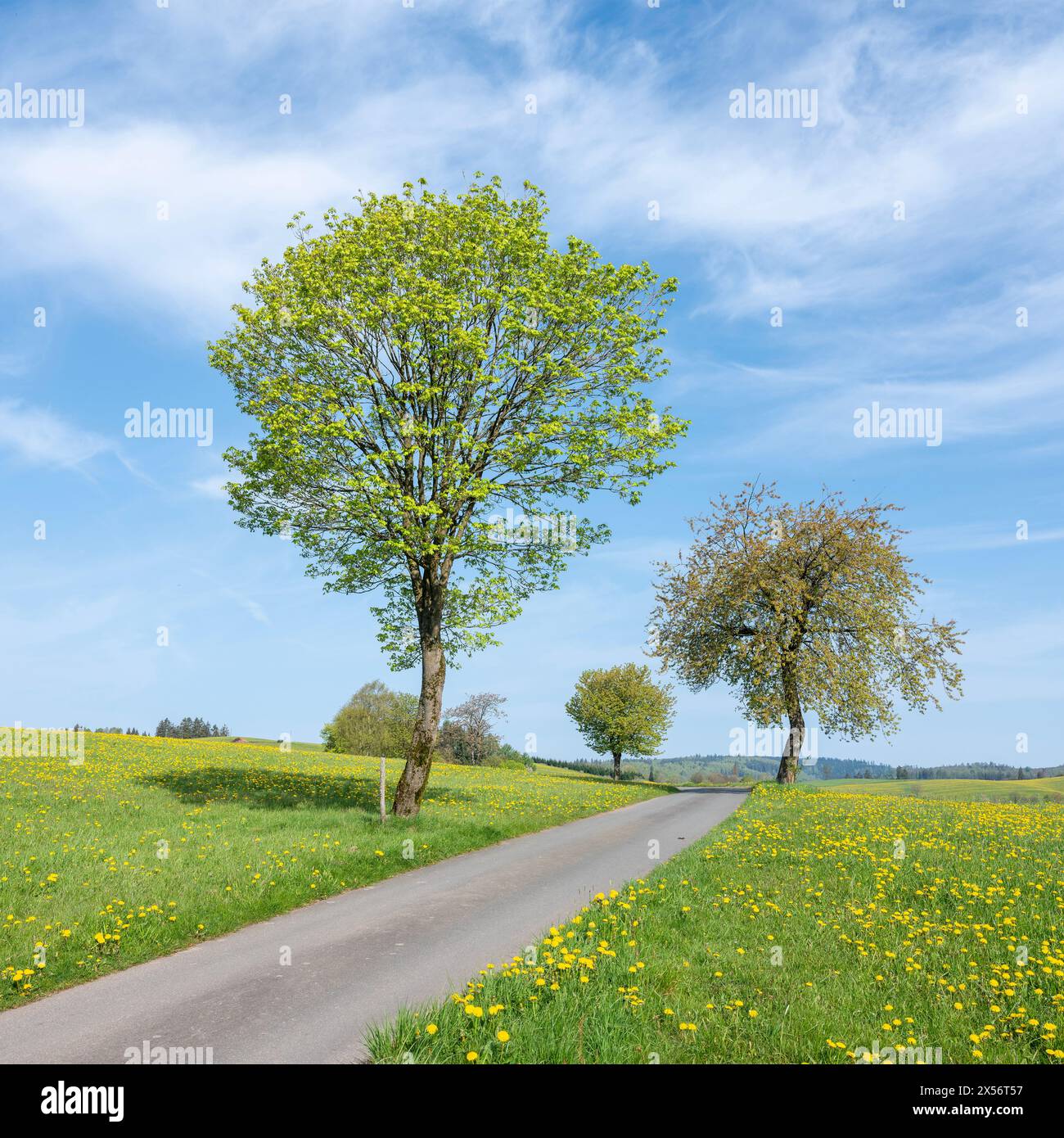 spring countryside of german sauerland with blooming fields of ...