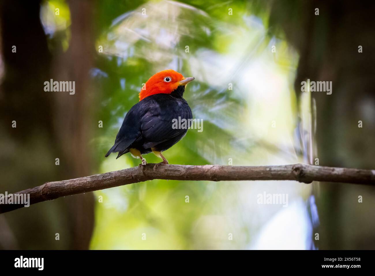 Red-capped manakin (Ceratopipra mentalis) male - La Laguna del Lagarto ...