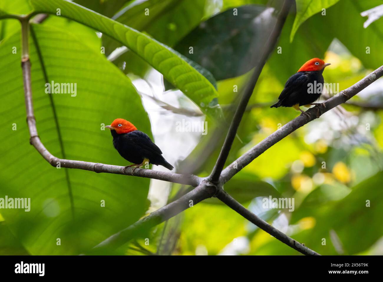 Red-capped manakin (Ceratopipra mentalis) males at lek - La Laguna del ...