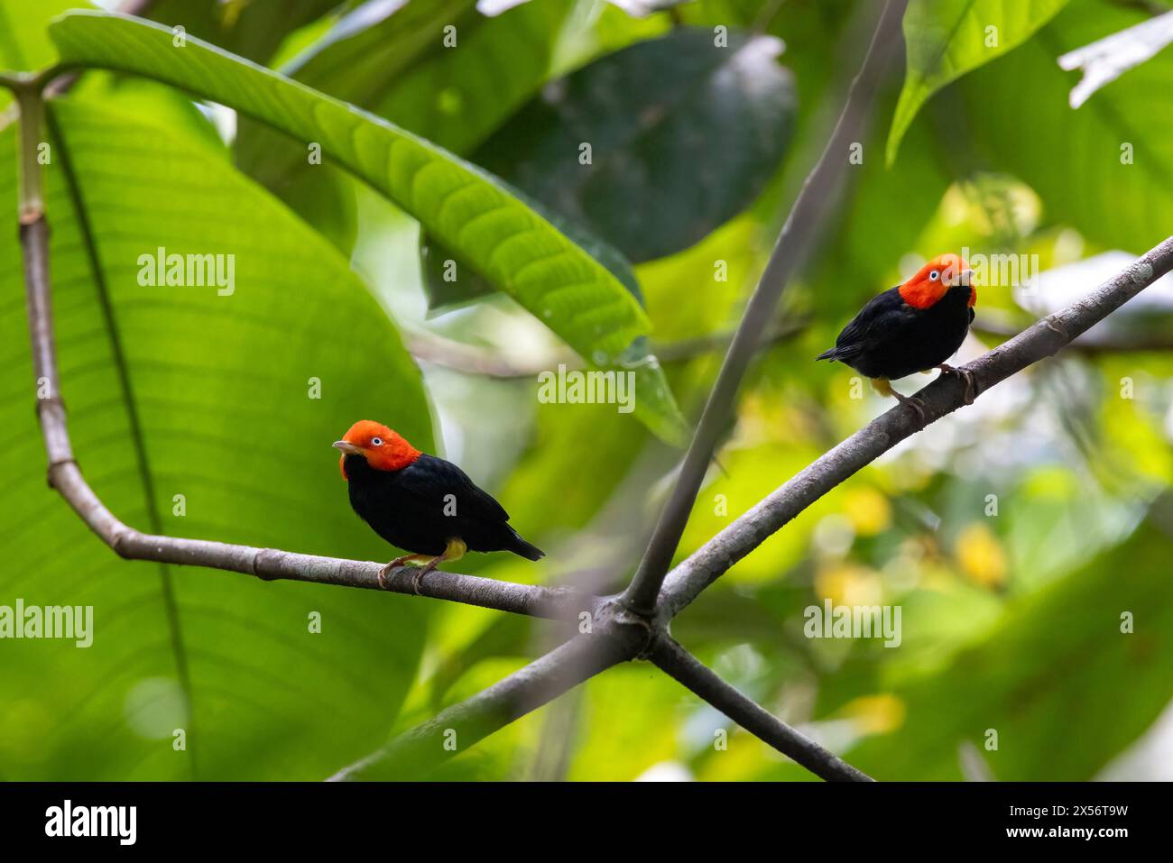 Red-capped manakin (Ceratopipra mentalis) males at lek - La Laguna del ...