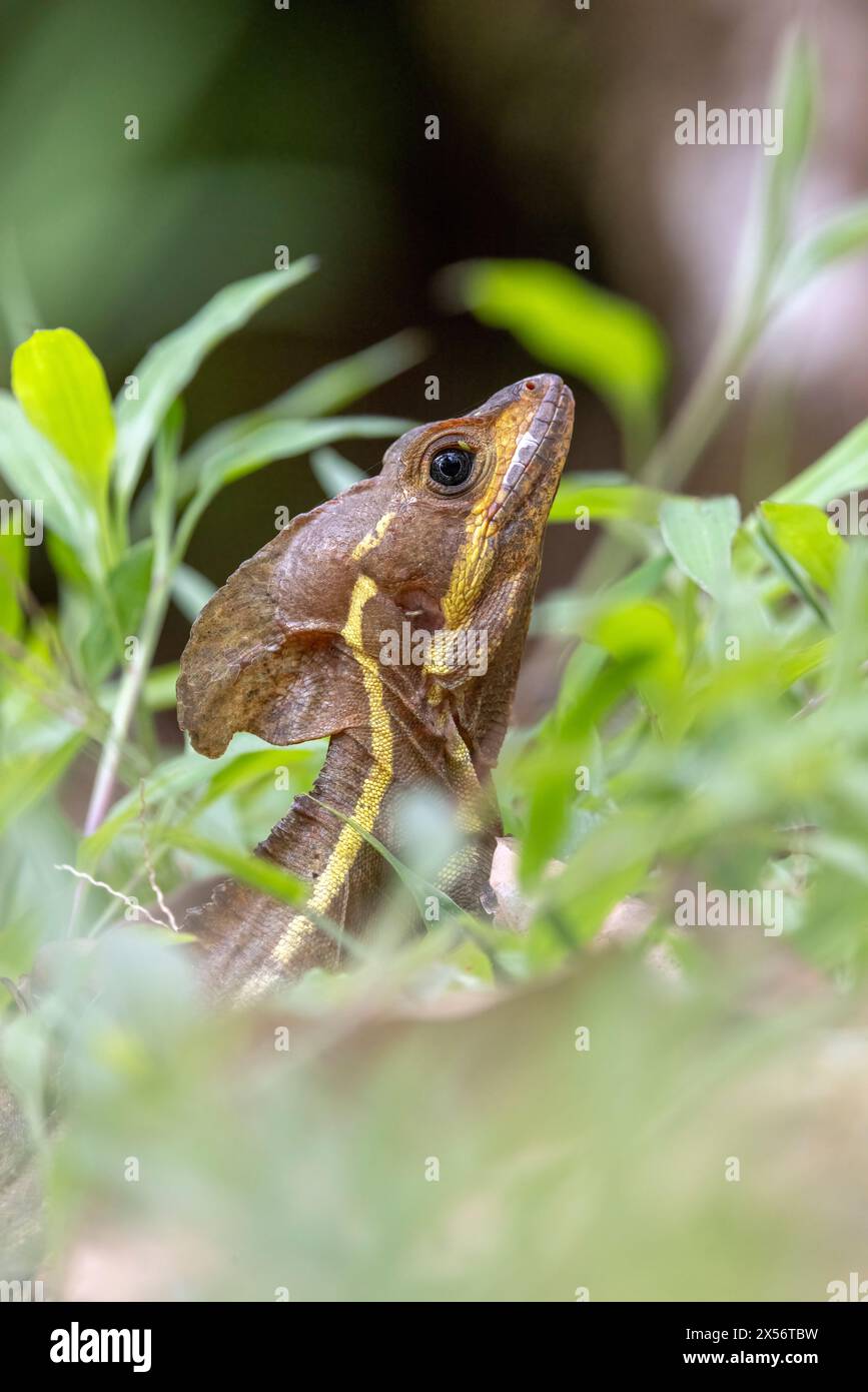Brown basilisk or striped basilisk (Basiliscus vittatus) - La Laguna ...