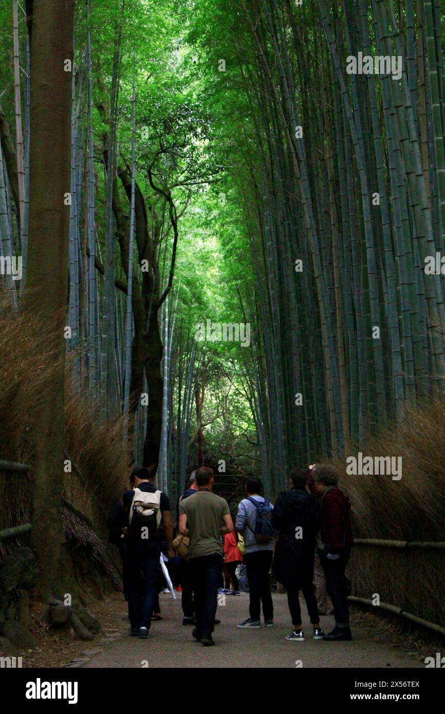 Bamboo forest at sagano arashiyama kyoto hi-res stock photography and ...