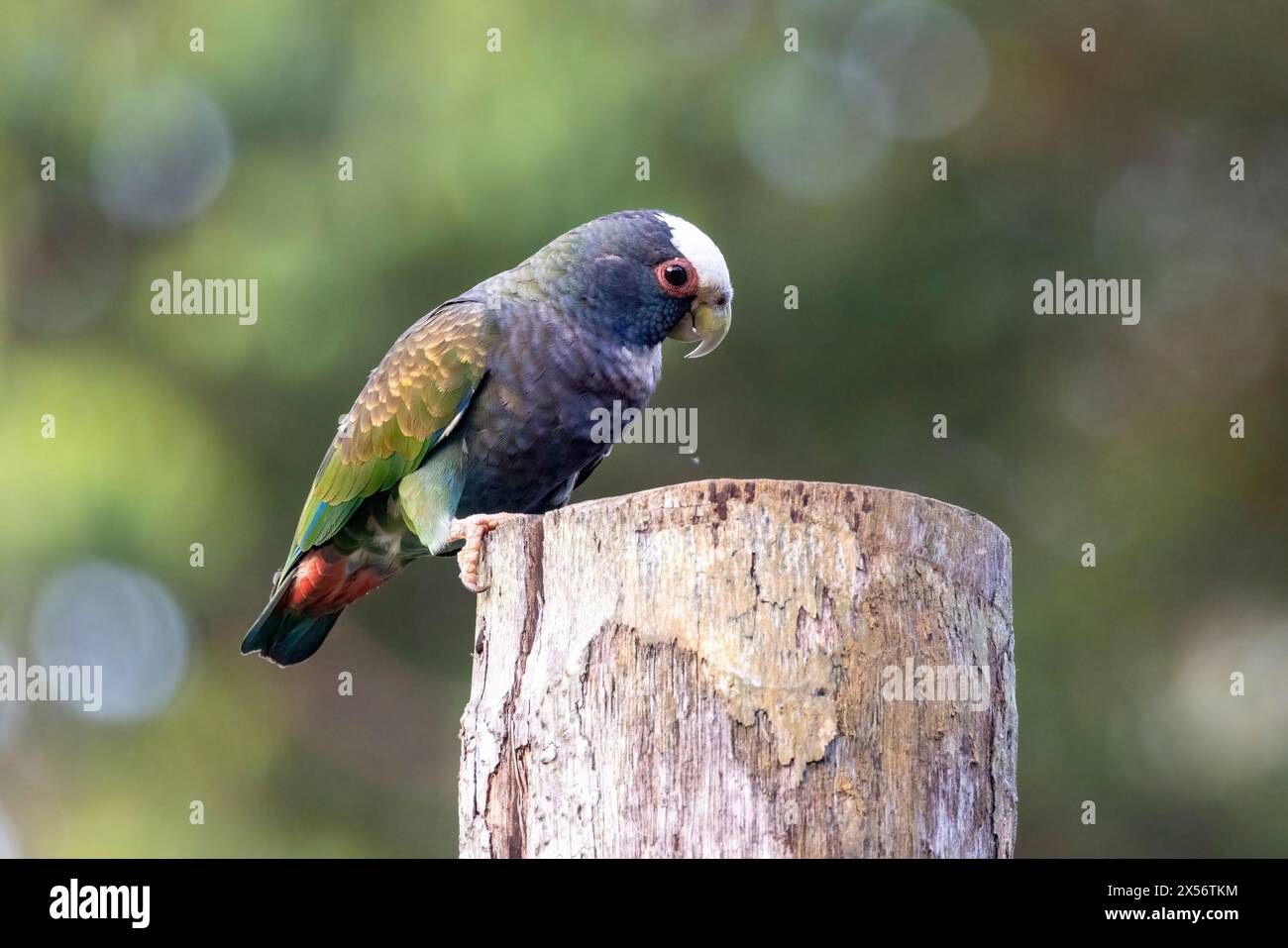 White-crowned parrot (Pionus senilis) - La Laguna del Lagarto Eco-Lodge ...