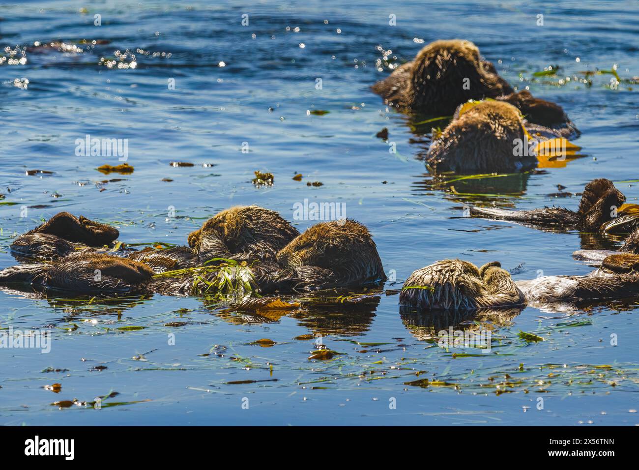 Sea otters floating peacefully among kelp in the blue water Stock Photo ...
