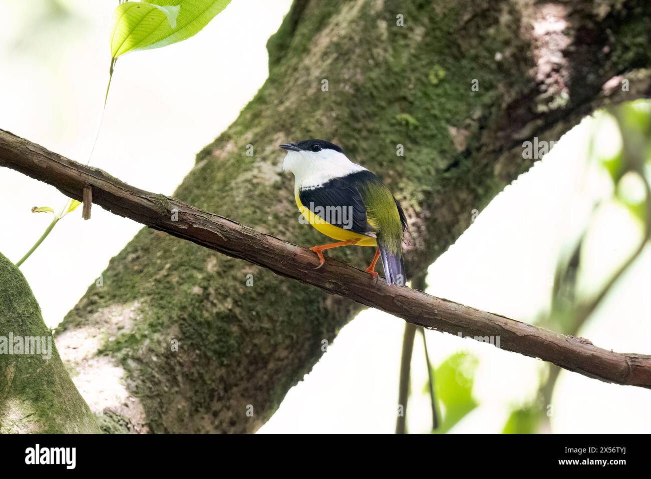 White-collared manakin (Manacus candei) male - La Laguna del Lagarto ...