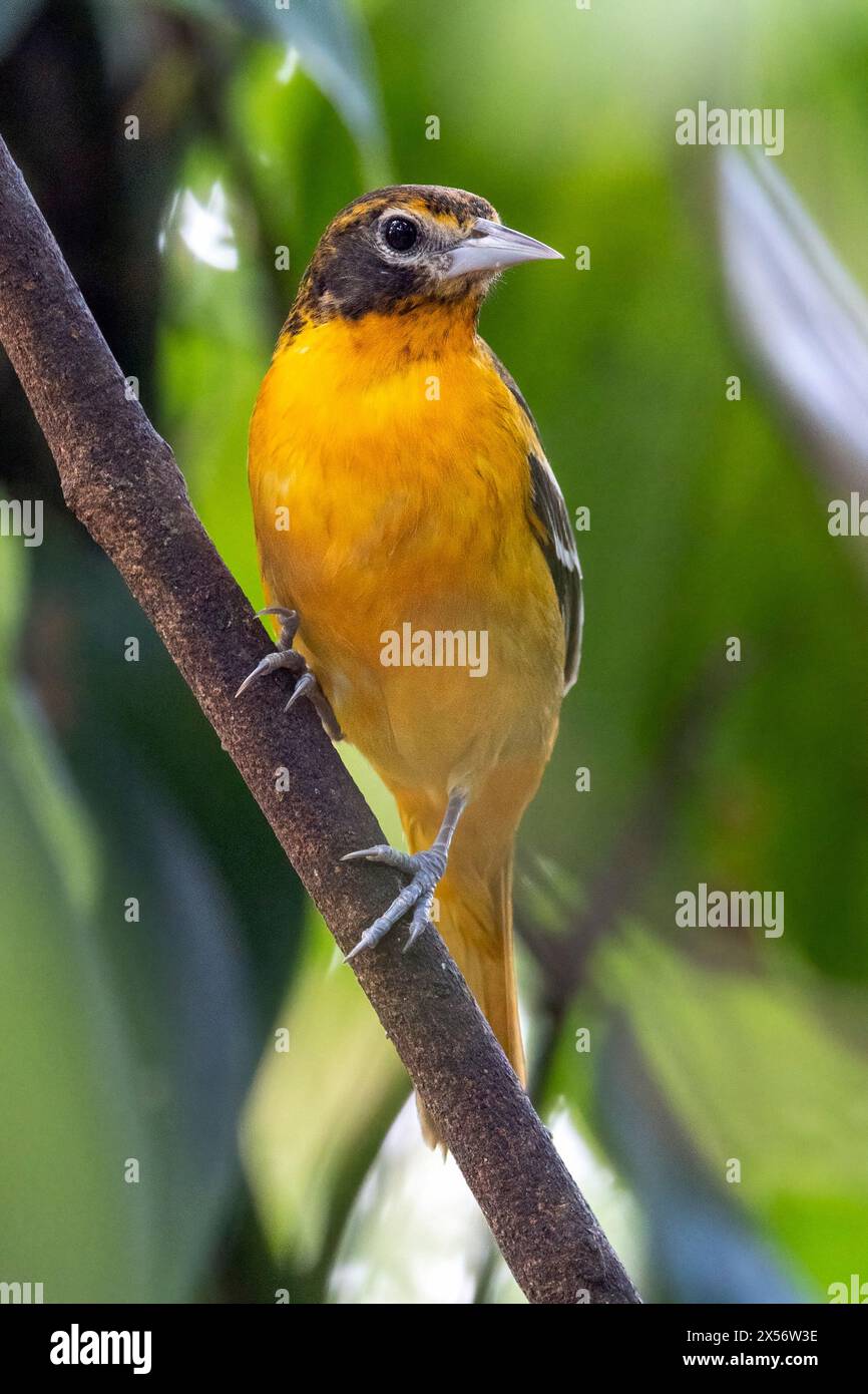 Female Baltimore Oriole (Icterus galbula) - La Laguna del Lagarto Eco ...