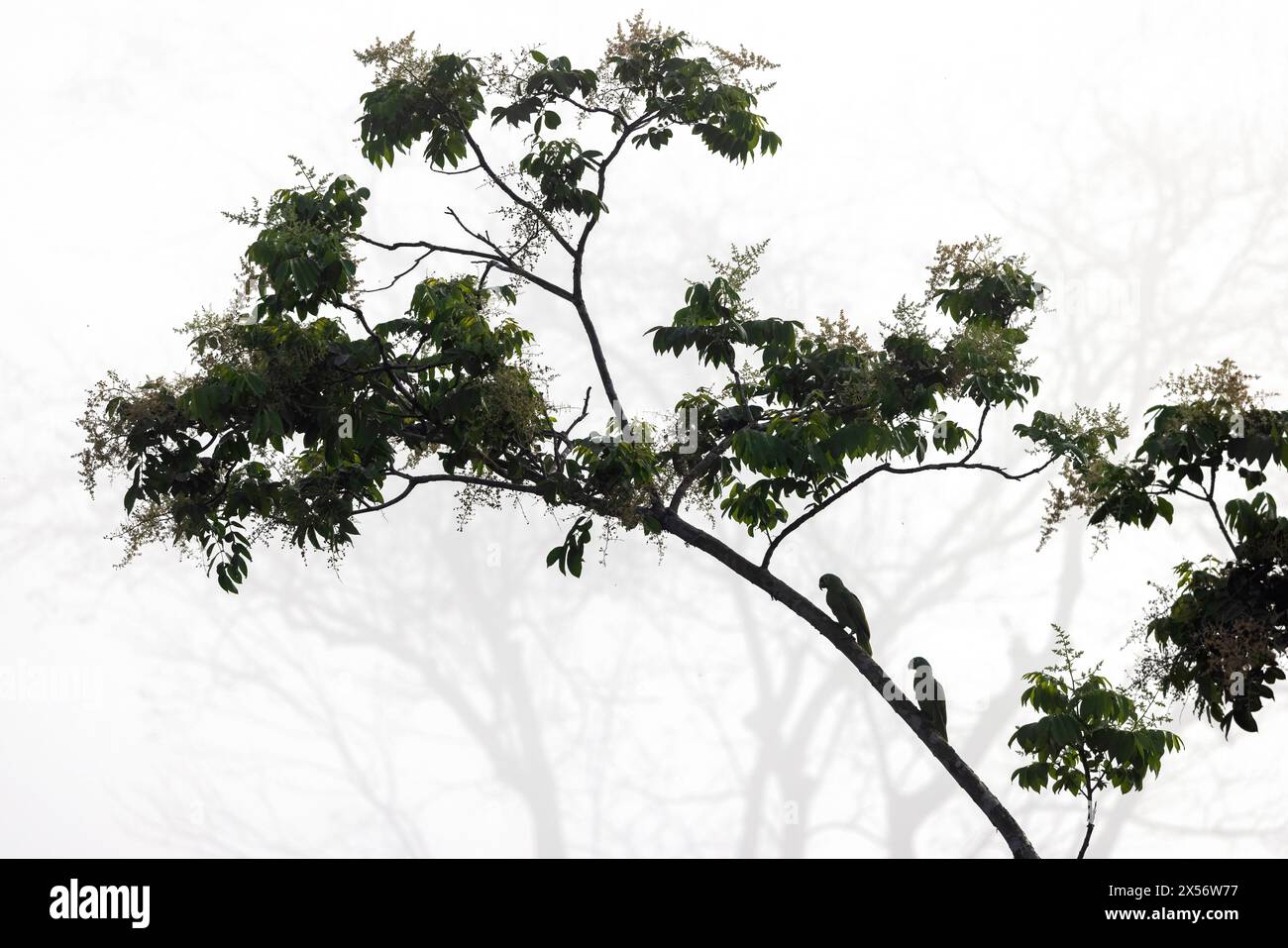 Red-lored amazon or red-lored parrot (Amazona autumnalis) silhouetted ...
