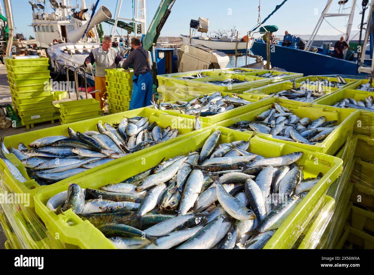 Sardine. Fishing port. Hondarribia. Gipuzkoa. Basque Country. Spain ...