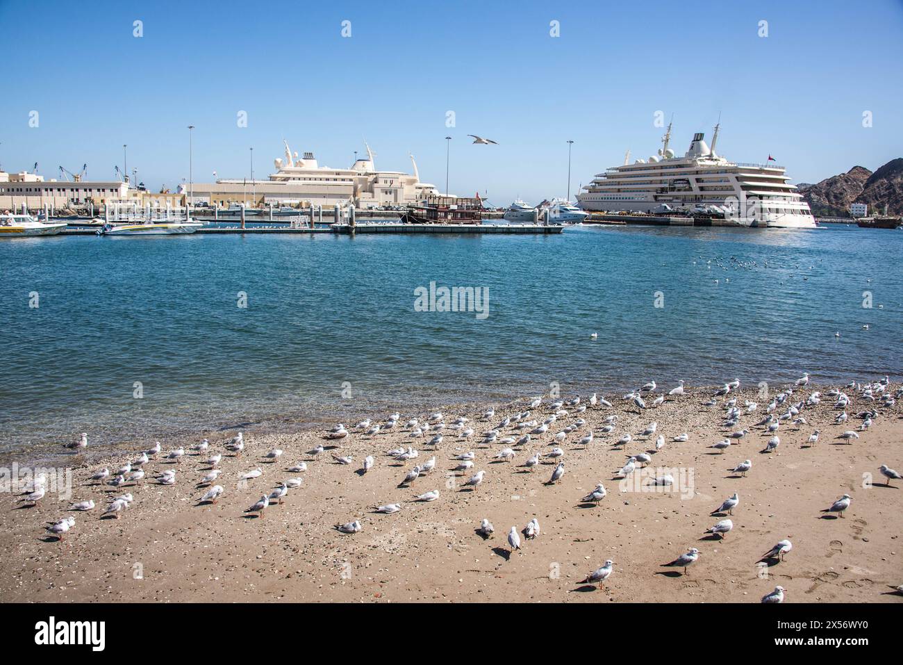 Seagulls and cruise ships in the harbor, Mutrah Suq, Muscat, Oman Stock ...