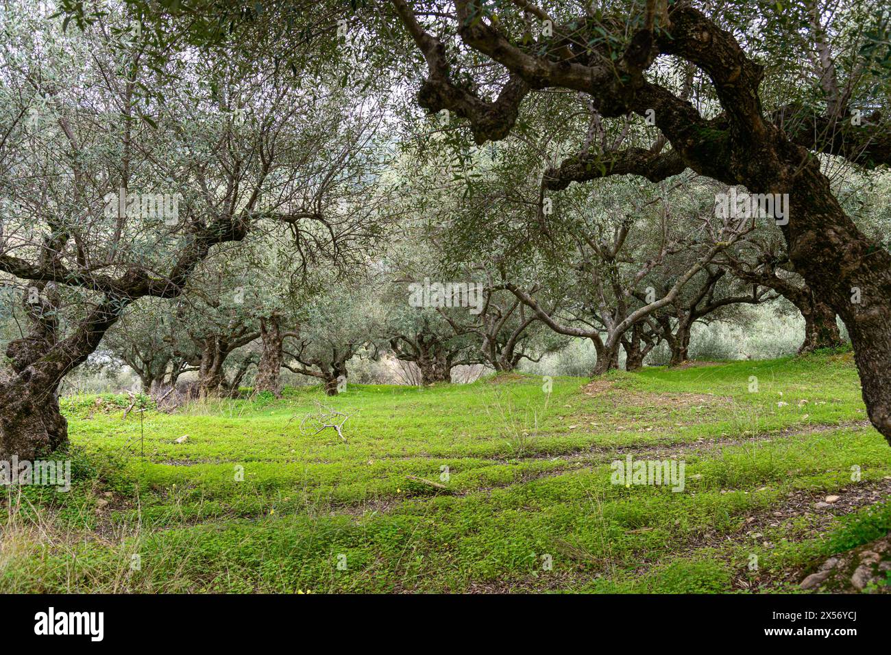 Olive trees grove landscape, Heraklion region, Crete, Greece Stock ...