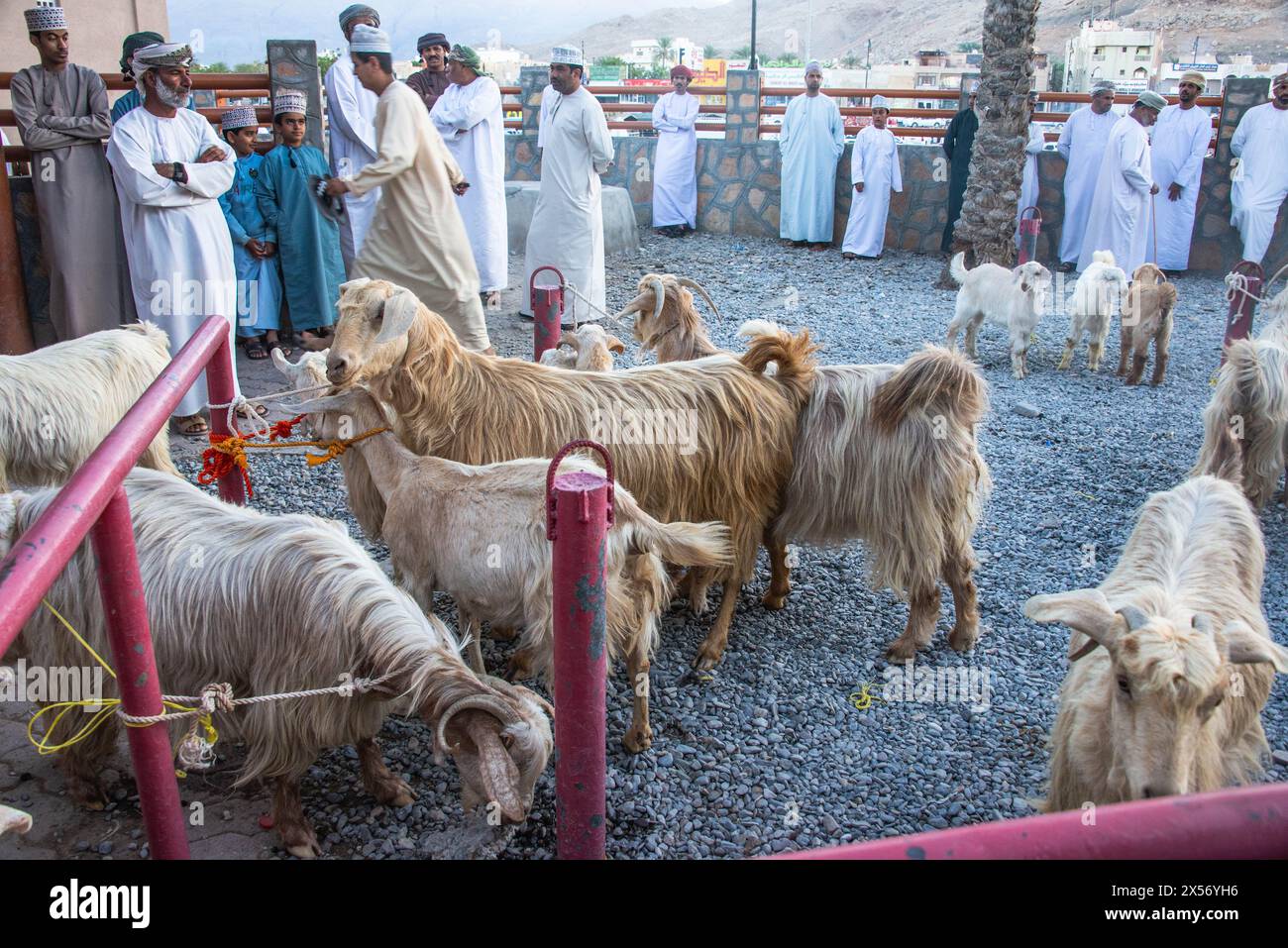 Goat ready for sale at the Friday animal market, Nizwa, Oman Stock ...
