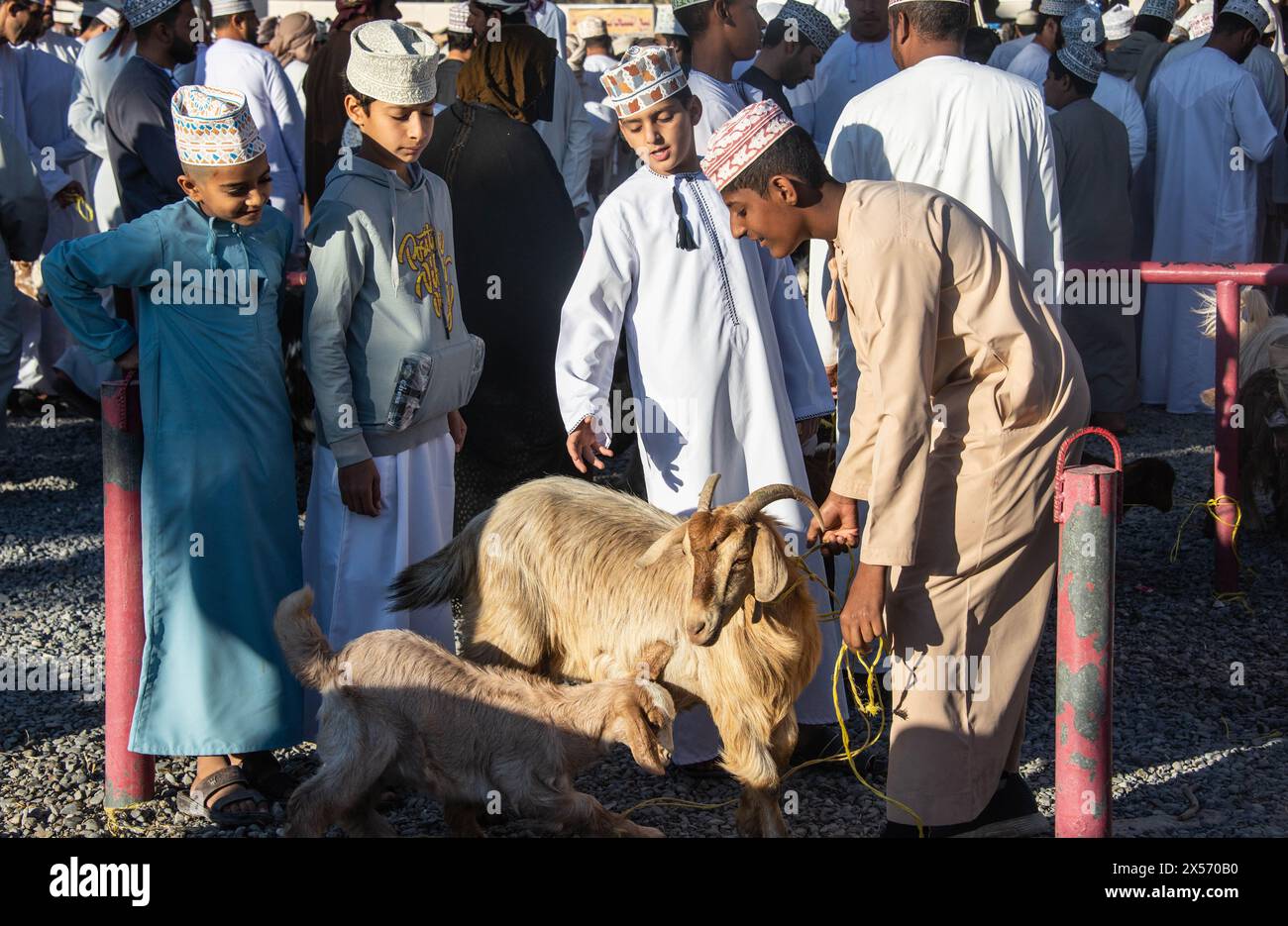 Omani kids from the chaotic goat market, Nizwa, Oman Stock Photo - Alamy