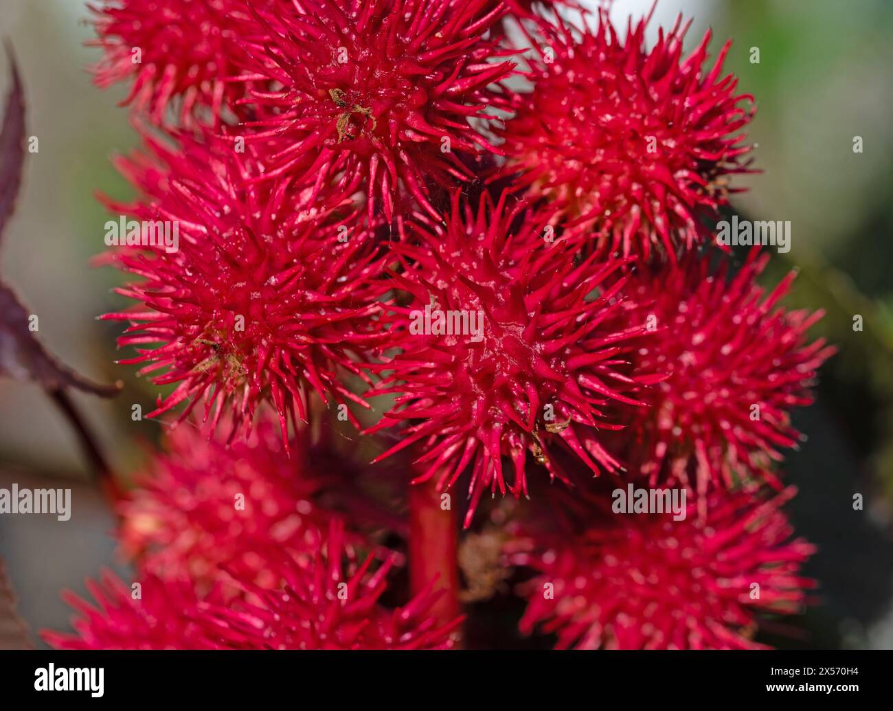 Castor beans, Ricinus communis, fruits in a close-up Stock Photo - Alamy