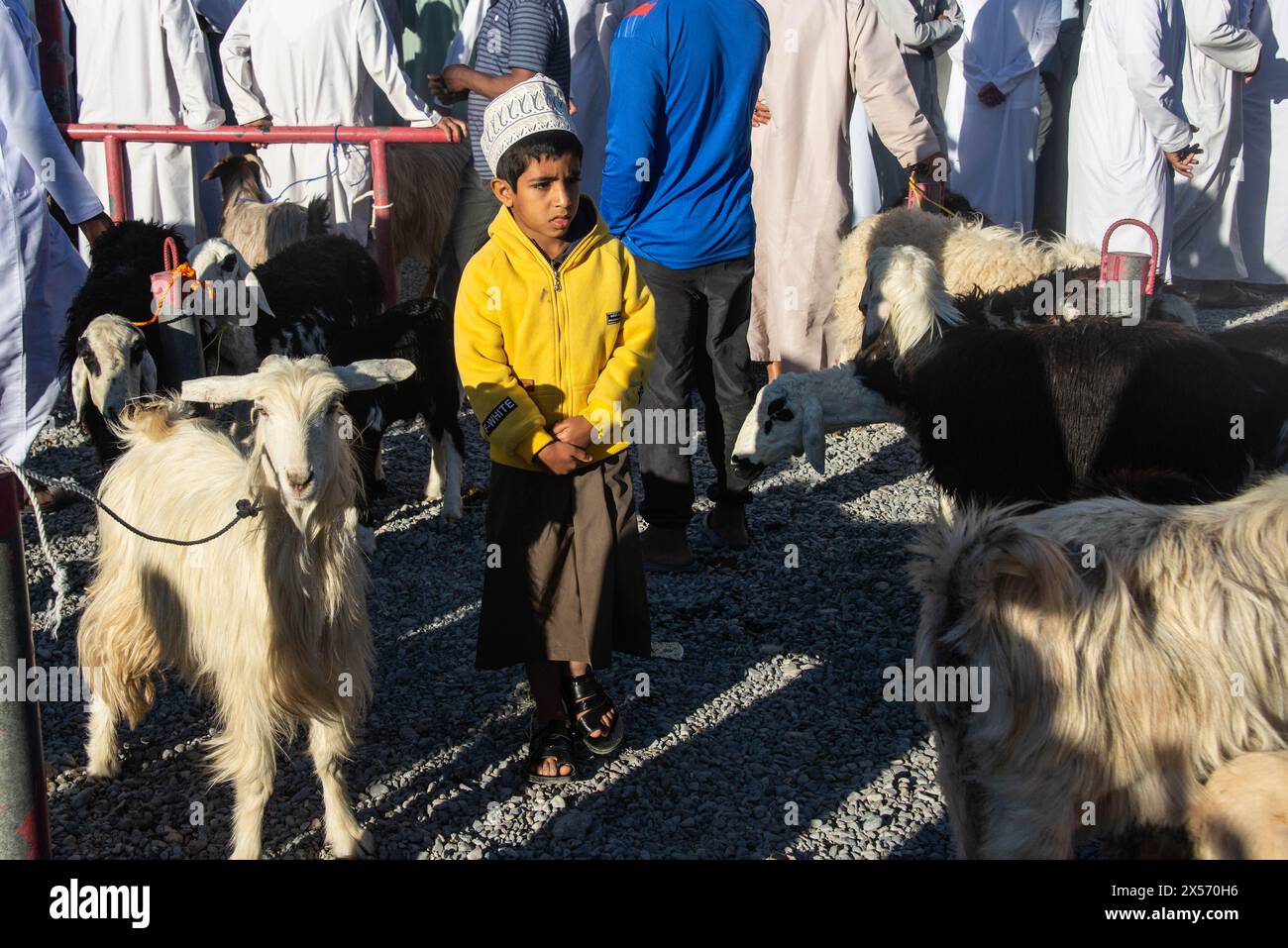 Omani kids from the chaotic goat market, Nizwa, Oman Stock Photo - Alamy