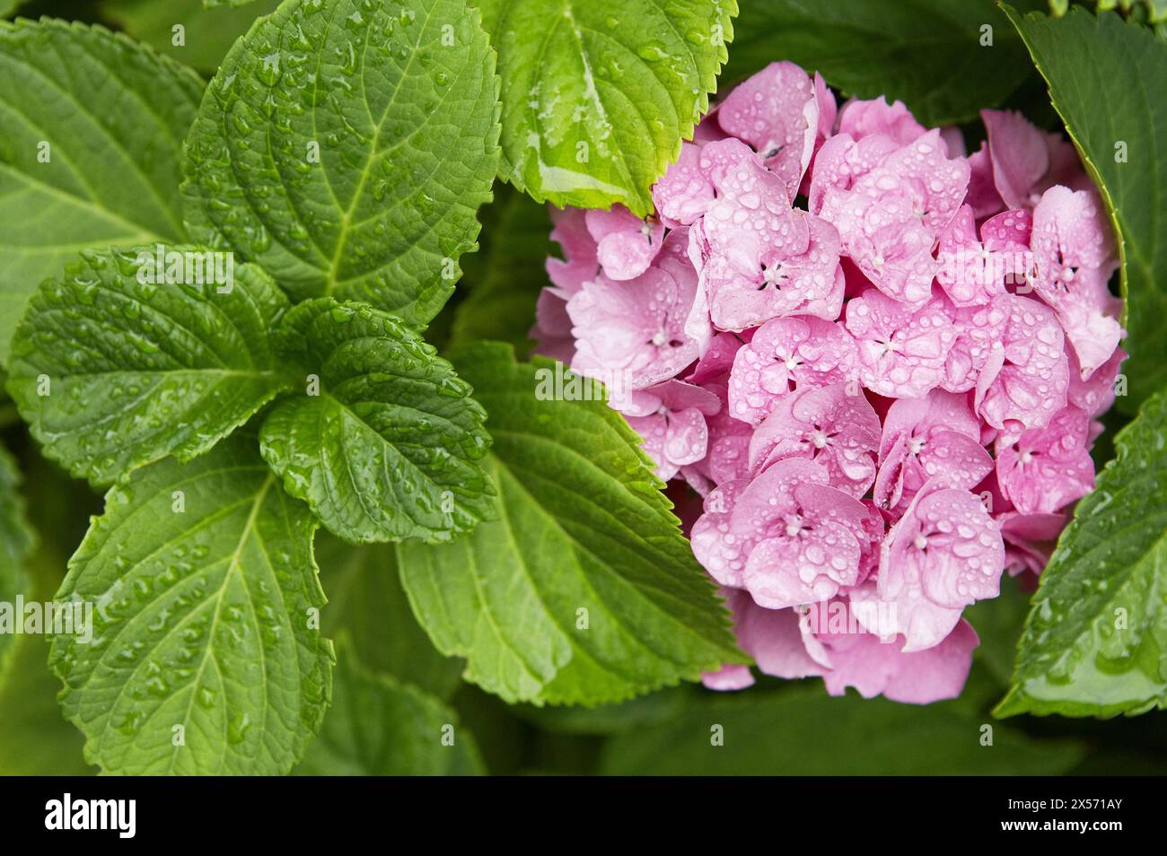 Hortensia (Hydrangea sp.) leaves with raindrops Stock Photo - Alamy