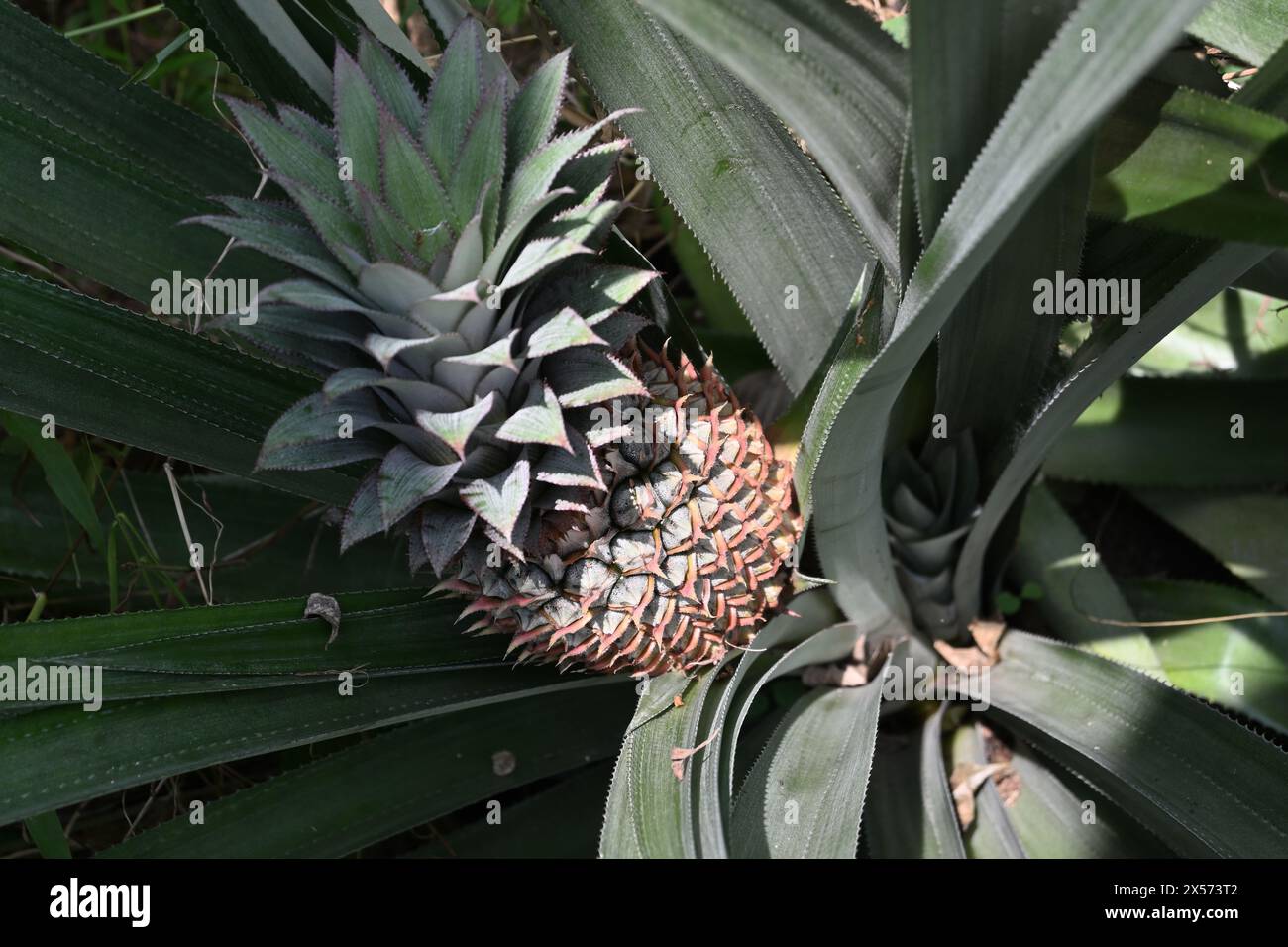 High angle view of an immature pineapple fruit growing on a plant in a ...