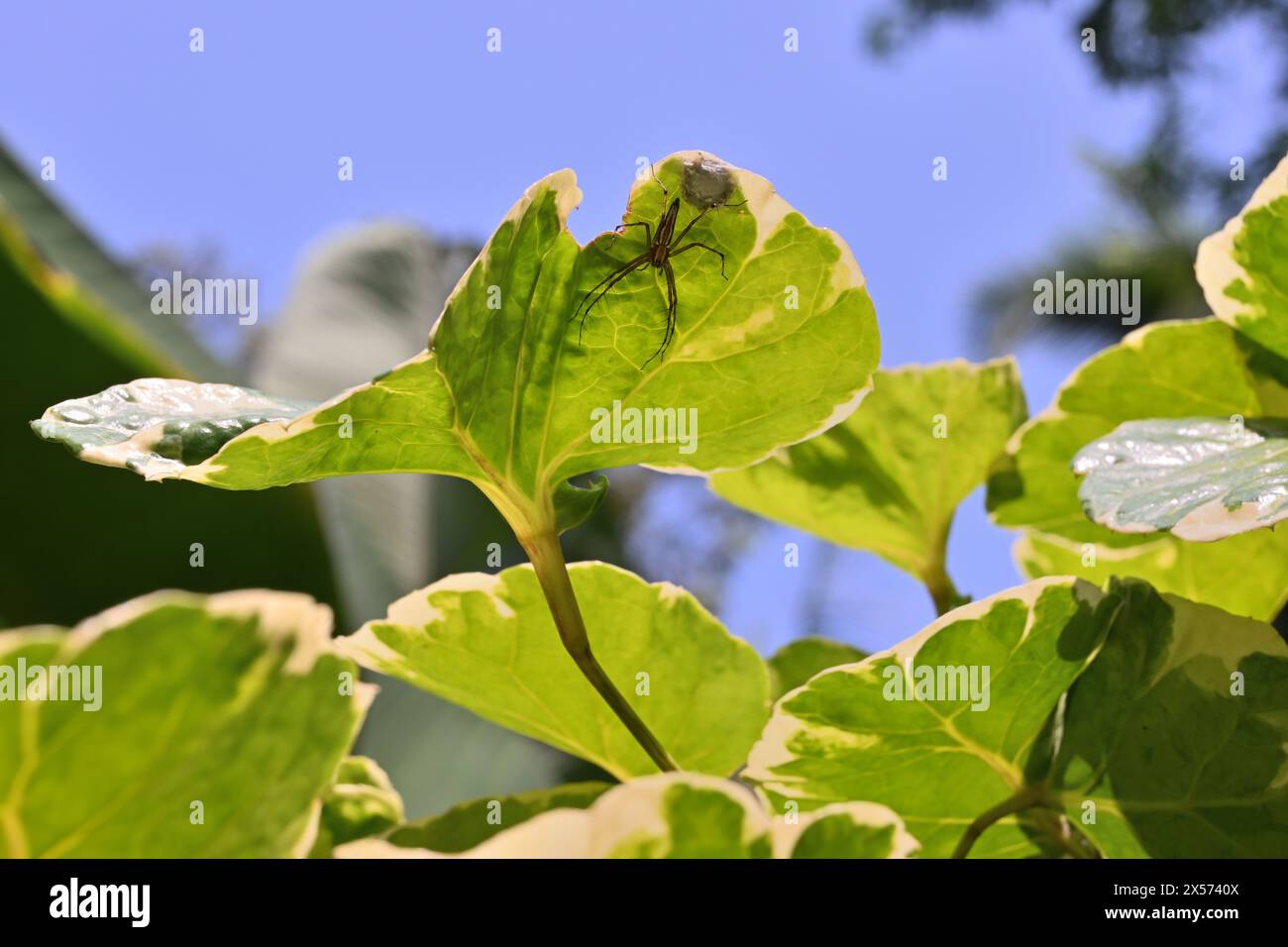 View of a Striped lynx spider with its spider egg sac on the underside ...