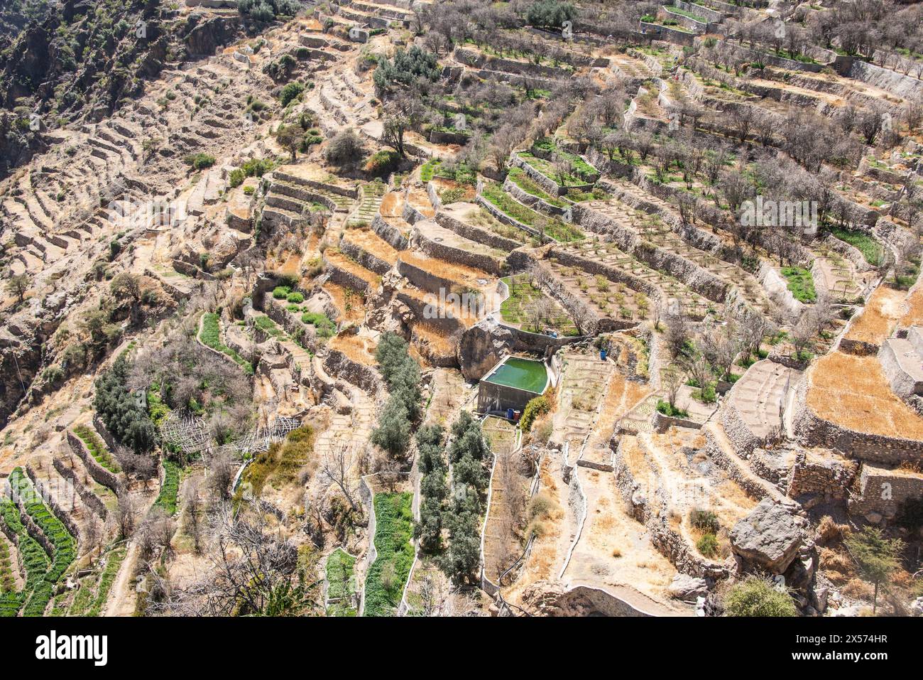Terraced agricultural fields, Al Ain, Jebel Akhdar, Oman Stock Photo ...