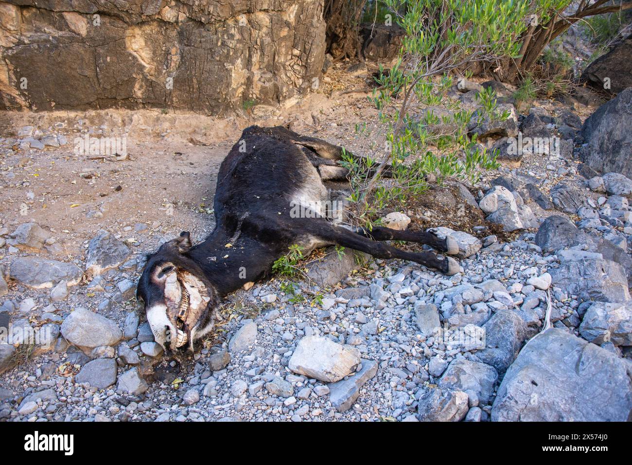Dead donkey in the Western Hajar Mountains, Misfat Al Abriyeen, Oman ...