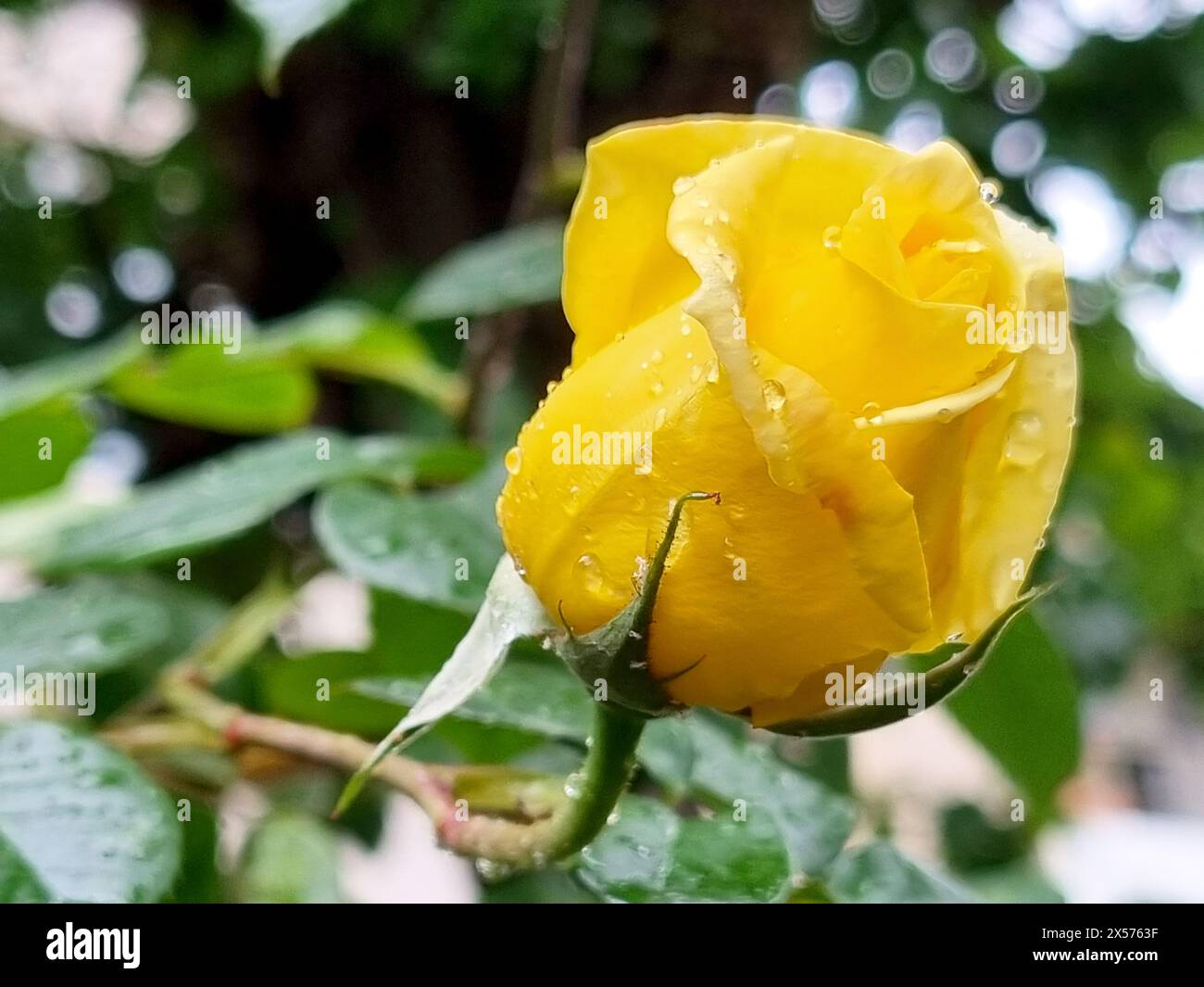 Yellow rose with raindrops hi-res stock photography and images - Alamy