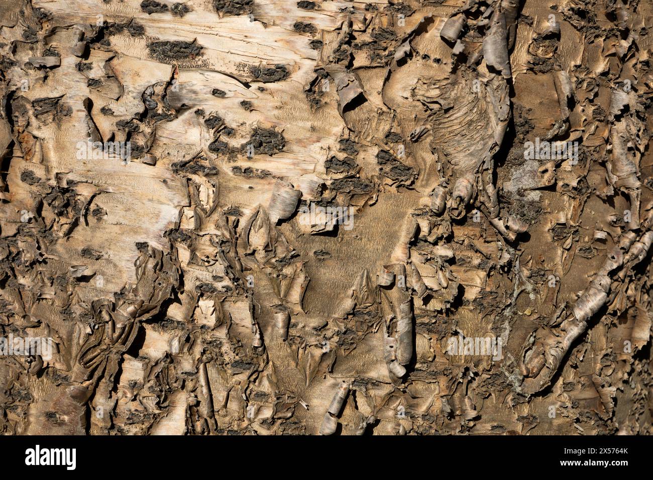 Bark of Norfolk Island pine. Tree surface of Araucaria heterophylla ...