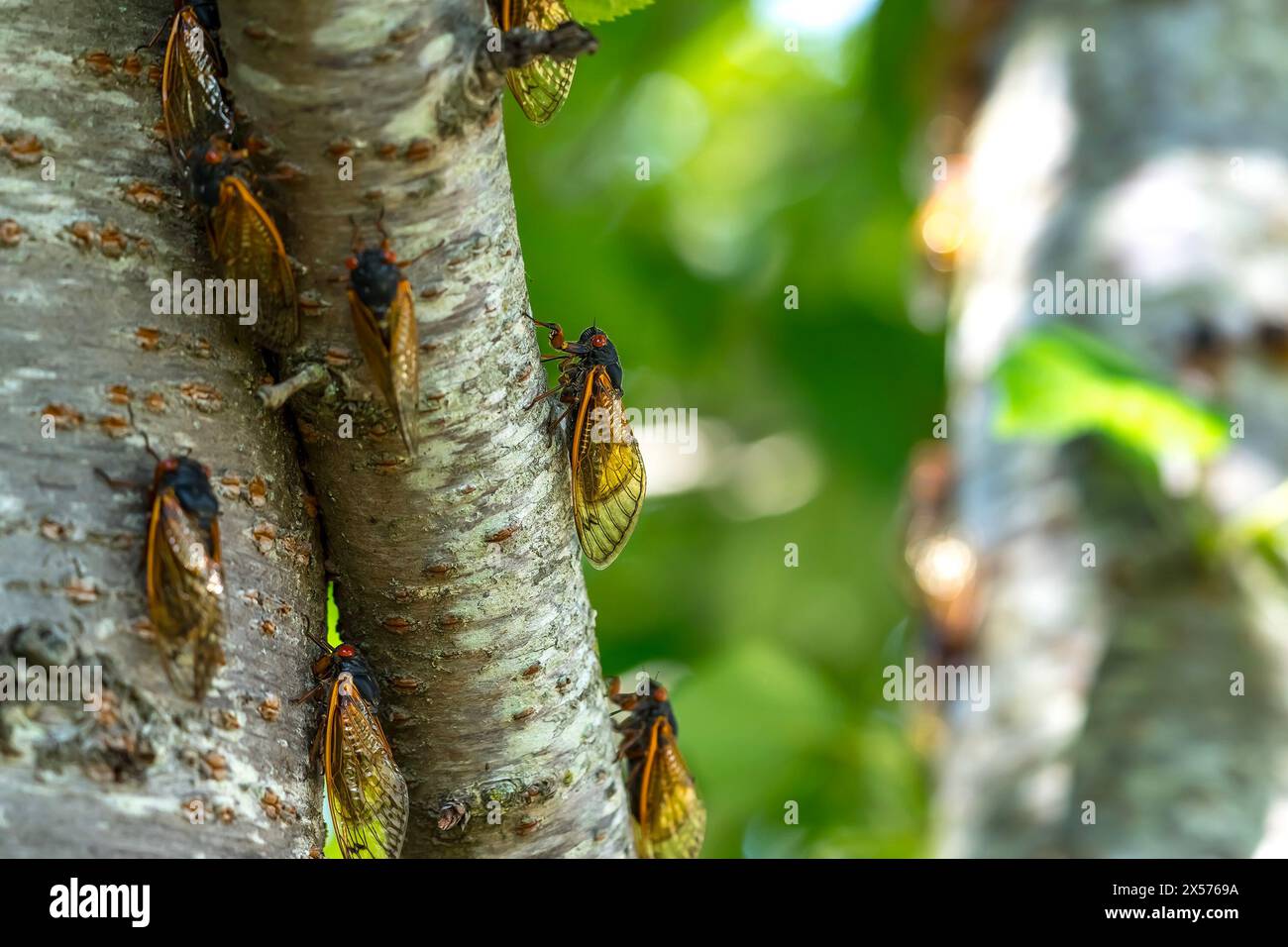 Harrisburg, Nc, USA. 7th May, 2024. The 17-year cicada, Magicicada ...