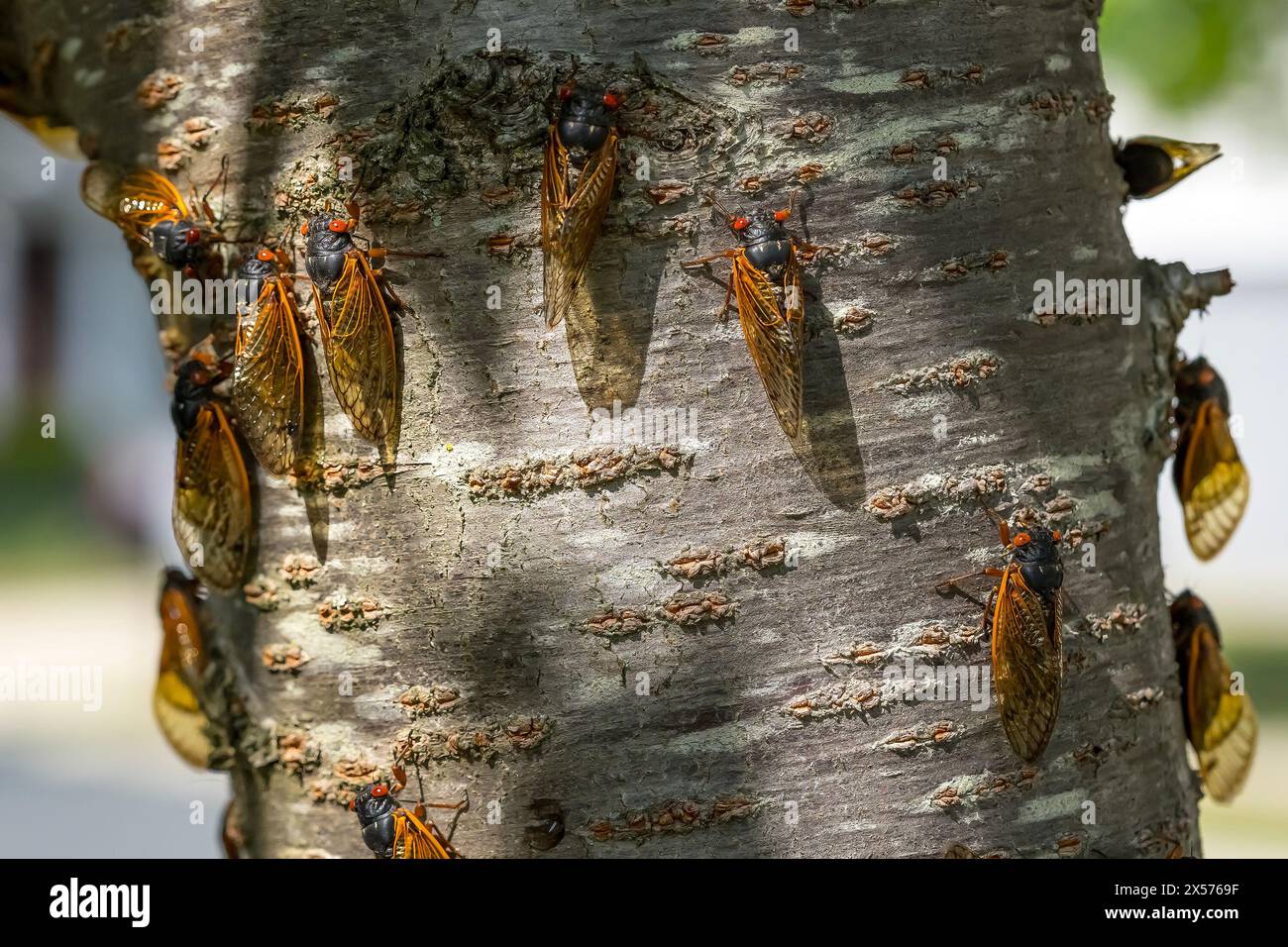 Harrisburg, Nc, USA. 7th May, 2024. The 17-year cicada, Magicicada ...