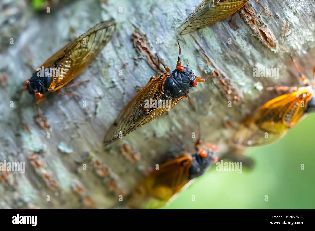 Harrisburg, Nc, USA. 7th May, 2024. The 17-year cicada, Magicicada ...