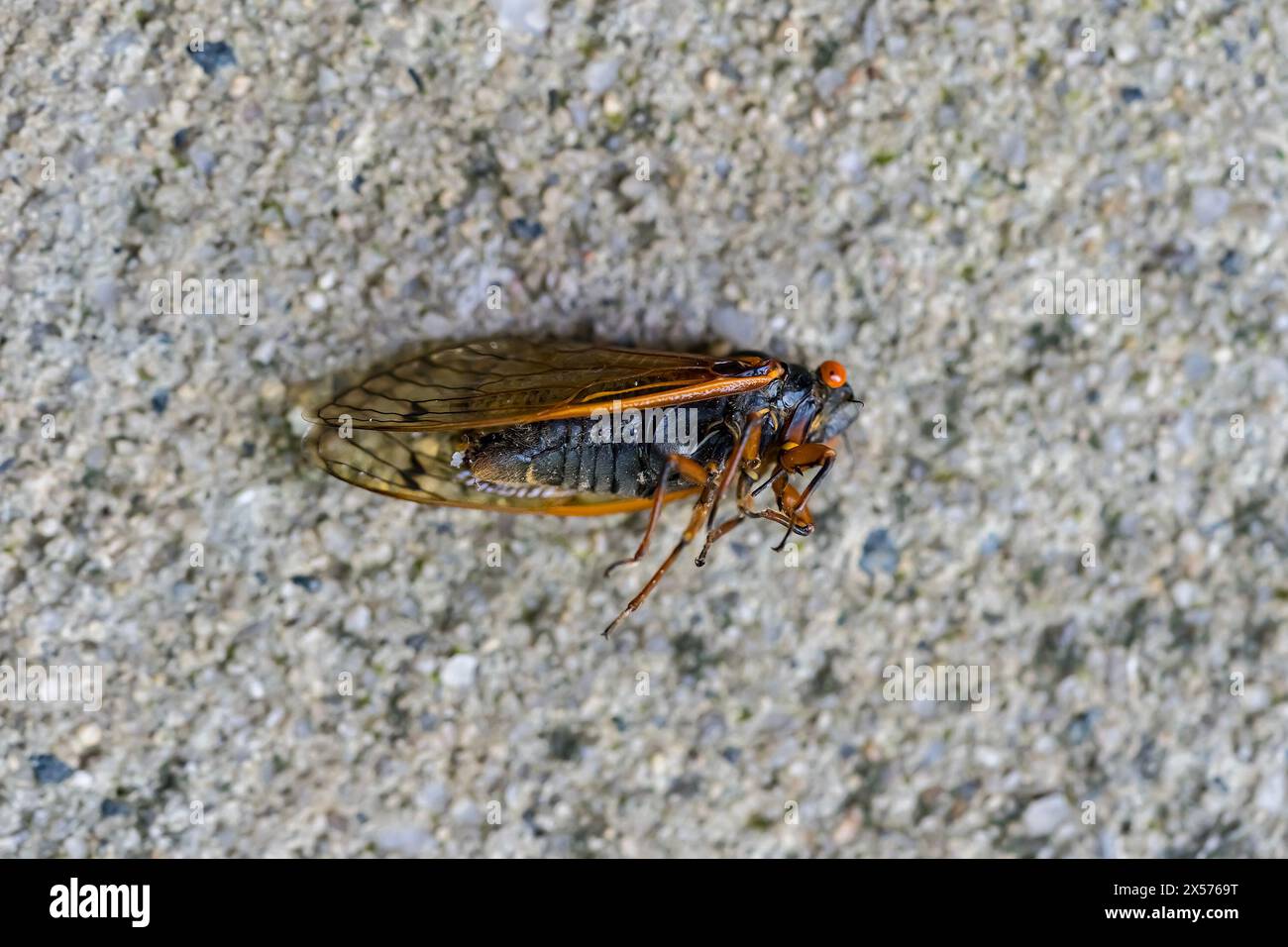Harrisburg, Nc, USA. 7th May, 2024. The 17-year cicada, Magicicada ...