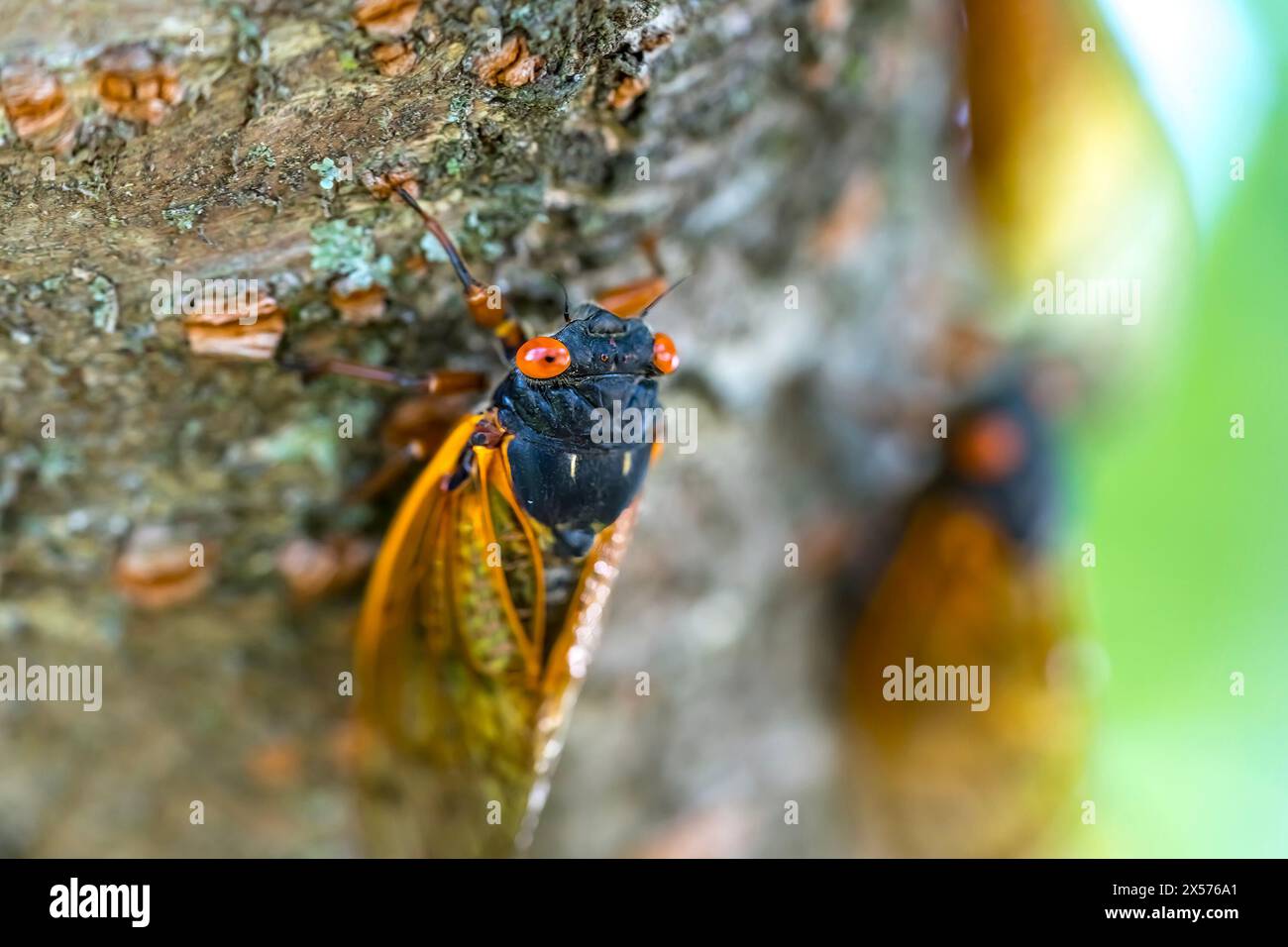 Harrisburg, Nc, USA. 7th May, 2024. The 17-year cicada, Magicicada ...