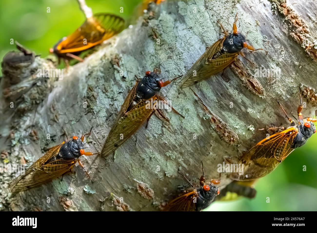 May 7, 2024, Harrisburg, Nc, USA: The 17-year cicada, Magicicada ...