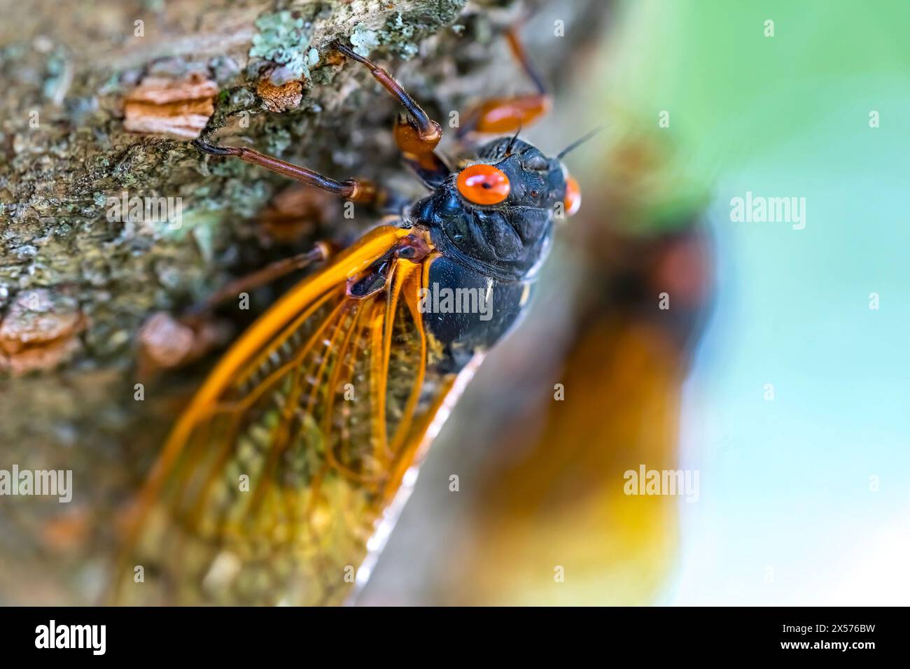 Harrisburg, Nc, USA. 7th May, 2024. The 17-year cicada, Magicicada ...