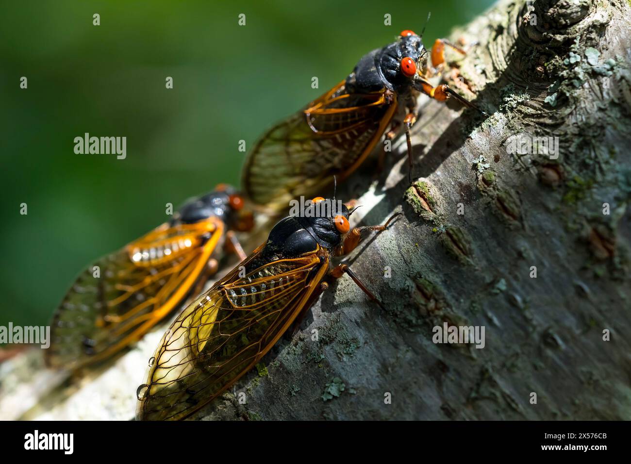 Harrisburg, Nc, USA. 7th May, 2024. The 17-year cicada, Magicicada ...