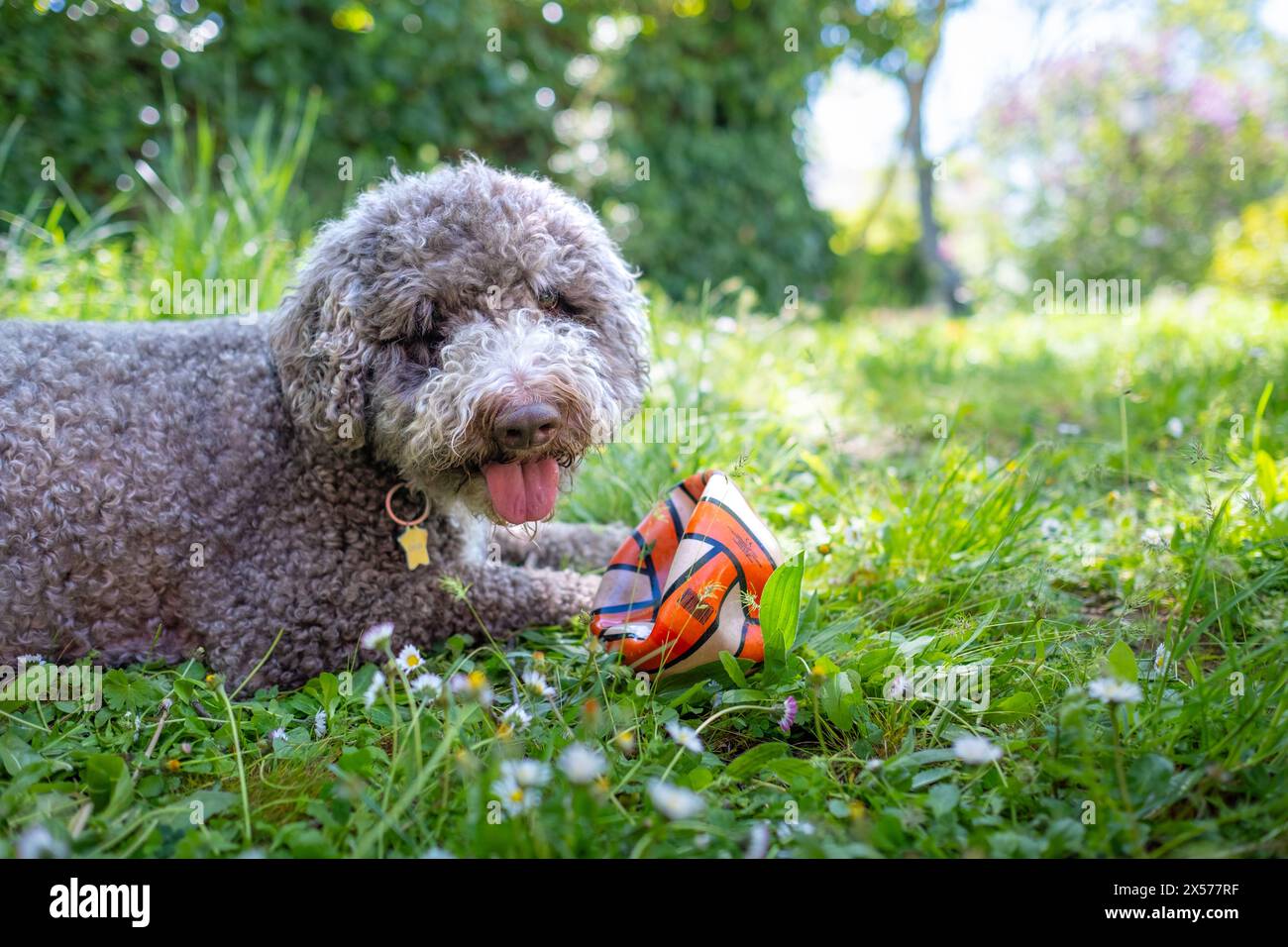 A water dog rests on the green grass with a flat rubber ball due to it ...