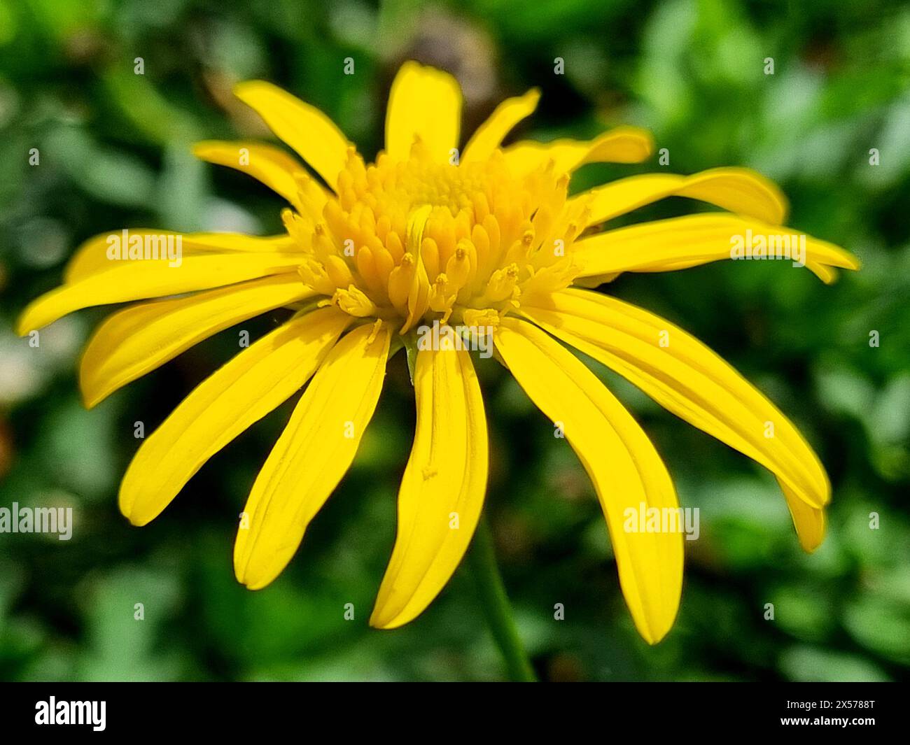 Yellow daisy flower (euryops chrysanthemoides Stock Photo - Alamy