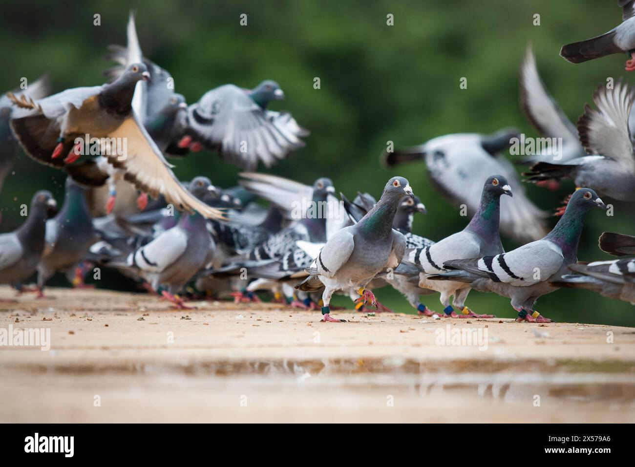 group of homing pigeon flying at home loft race Stock Photo - Alamy