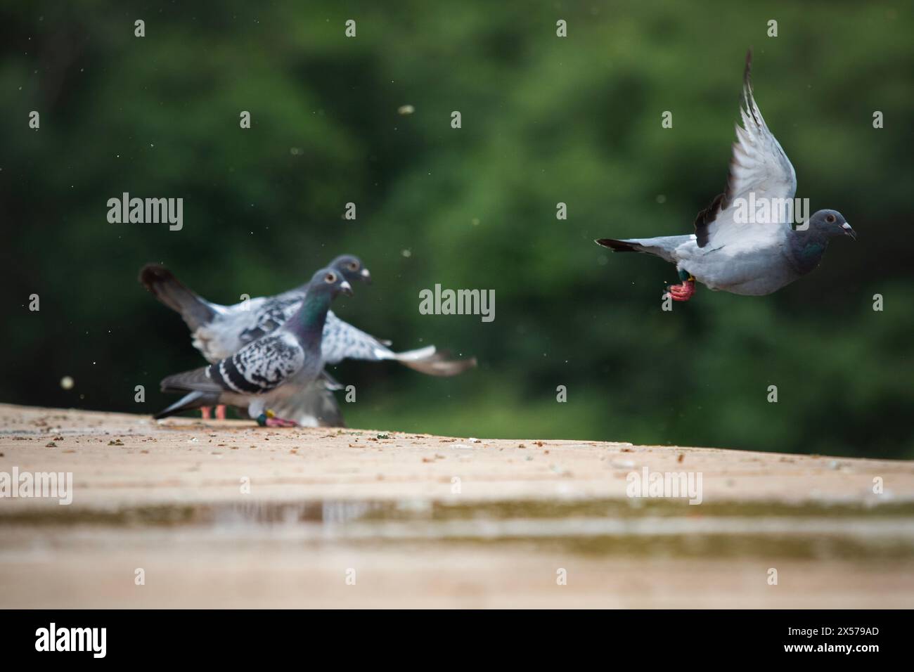 Group flying speed racing pigeon hi-res stock photography and images ...