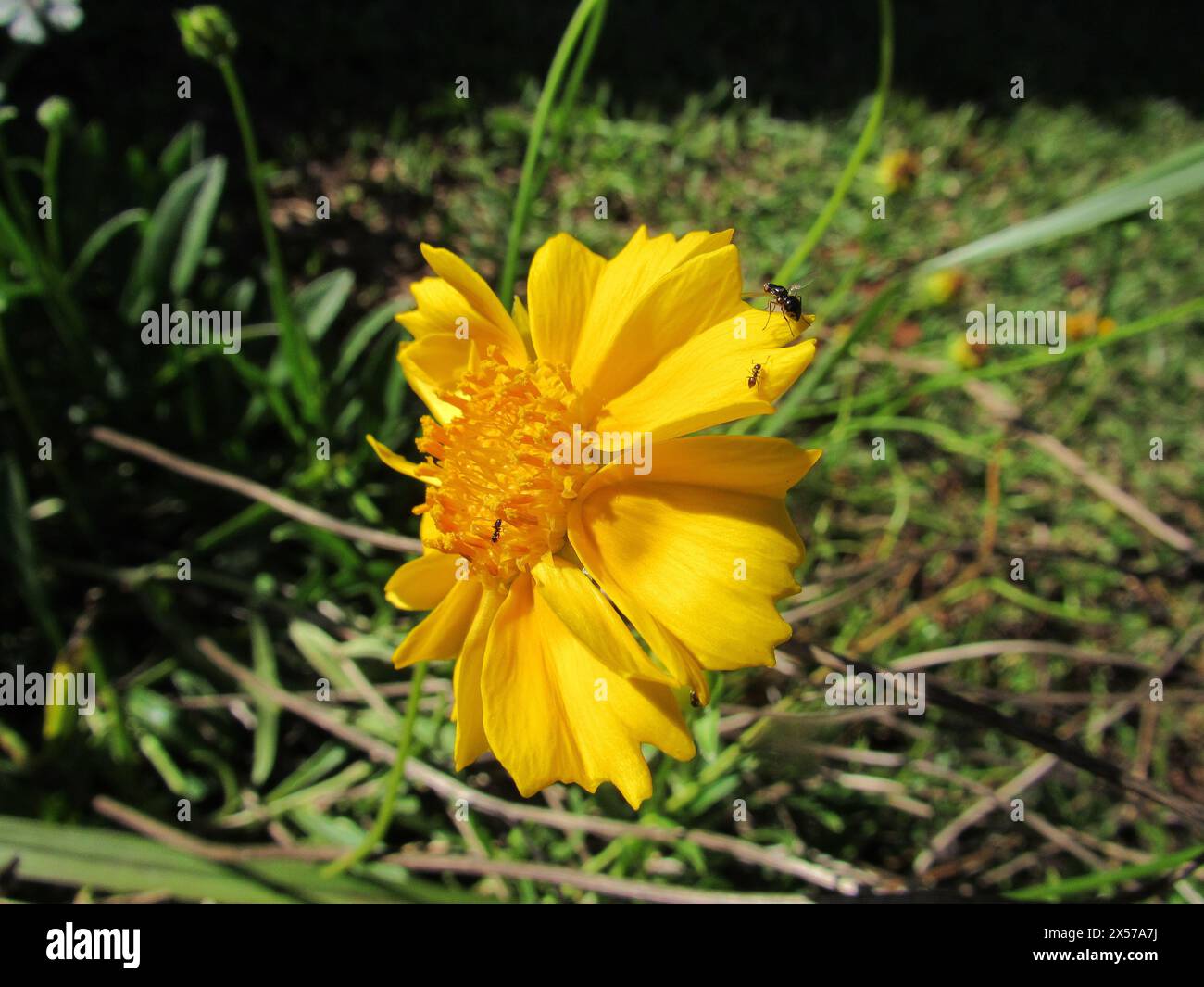 Cladanthus is a species of flower in the sunflower family. Yellow ...