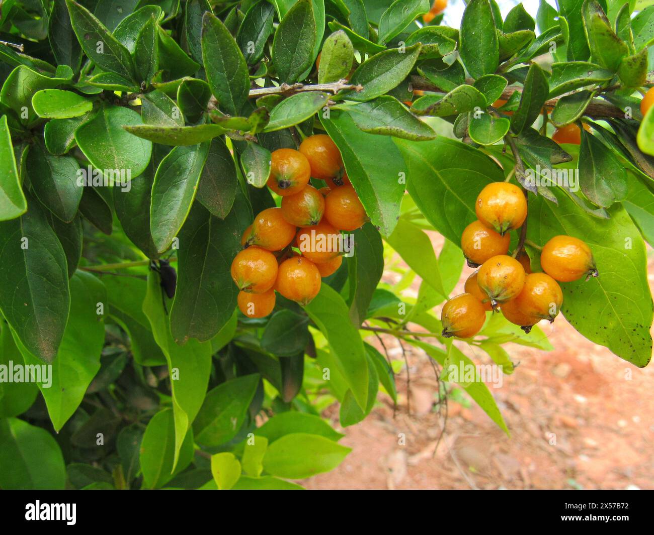 Campomanesia xanthocarpa, known as Tree Gabiroba, clusters of small, yellow fruits on a tree ...