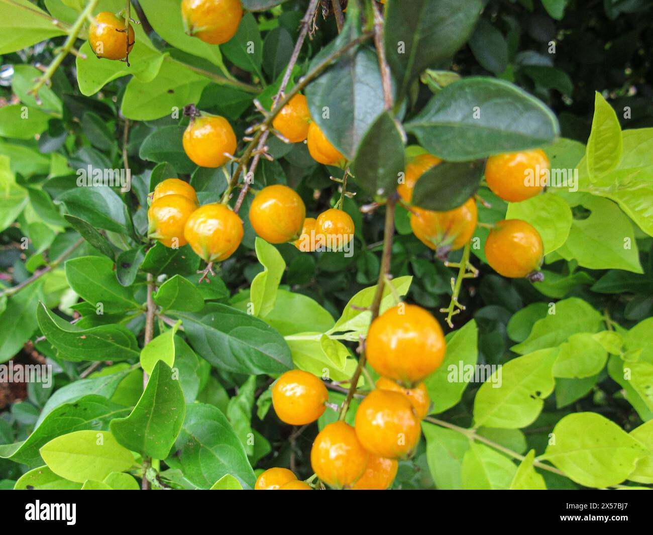 Campomanesia xanthocarpa, known as Tree Gabiroba, clusters of small ...