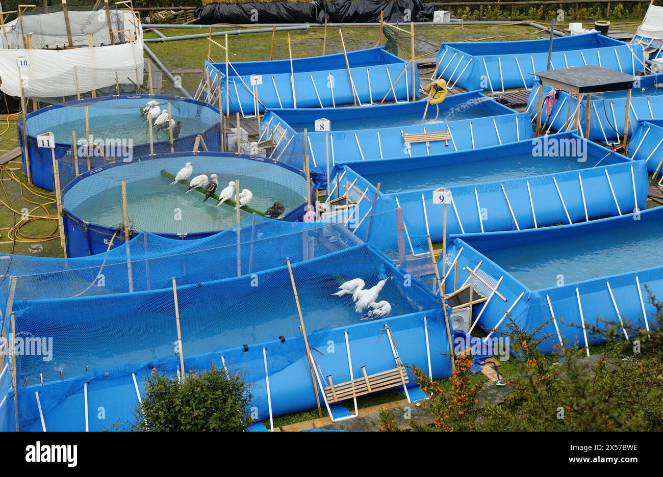 Centre for recuperation of marine birds after the fuel spill ...