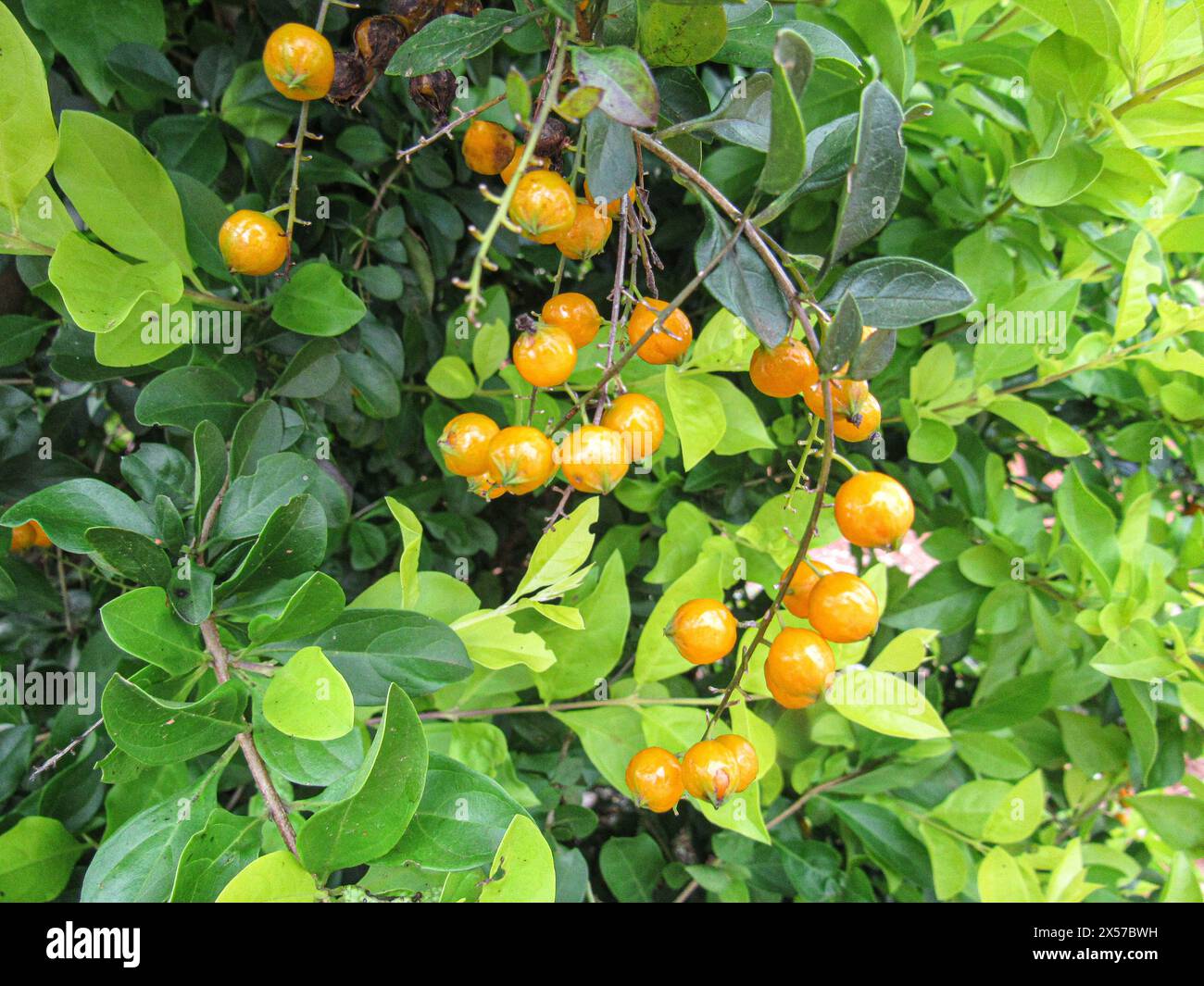 Campomanesia xanthocarpa, known as Tree Gabiroba, clusters of small, yellow fruits on a tree ...