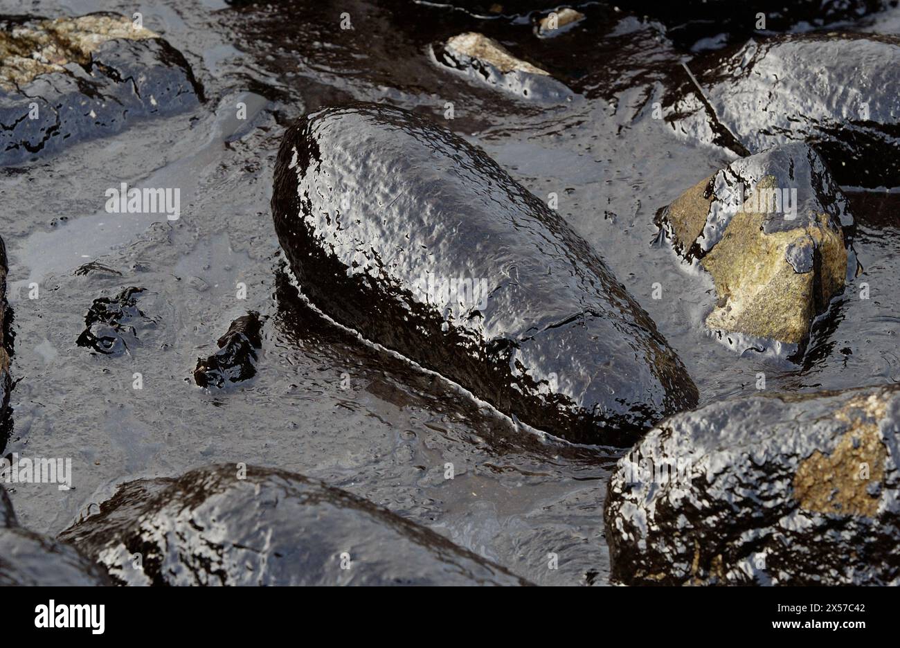 Detail of rocks at coast, fuel spill (´chapapote´) of Prestige tanker ...